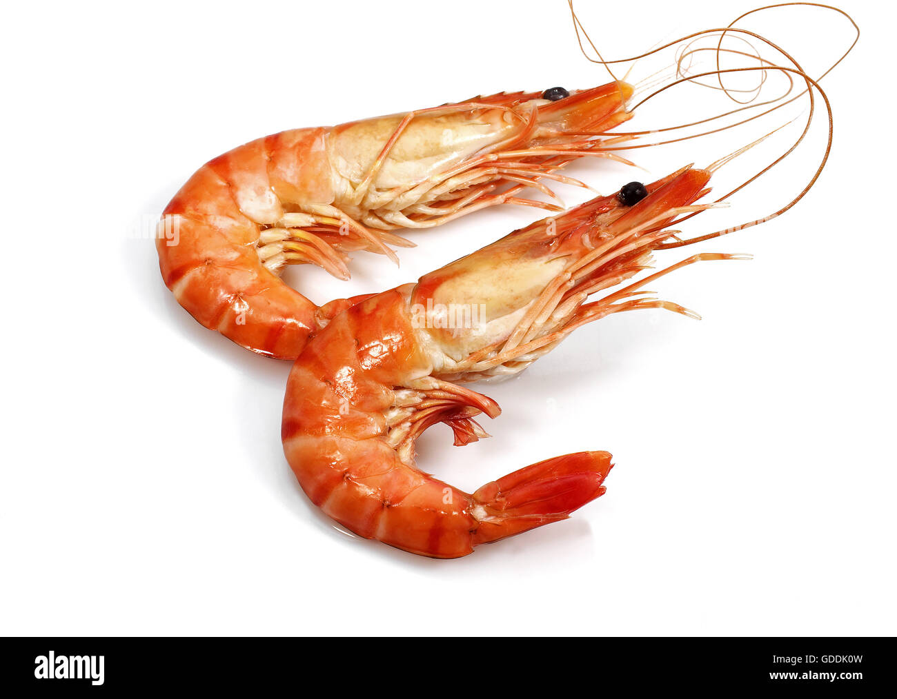 PRAWNS AGAINST WHITE BACKGROUND Stock Photo - Alamy