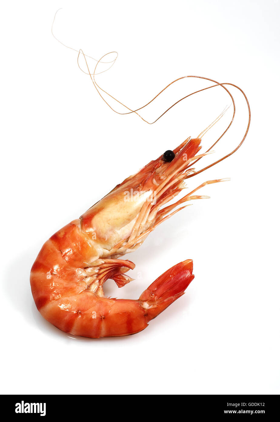 FRESH PRAWN AGAINST WHITE BACKGROUND Stock Photo - Alamy