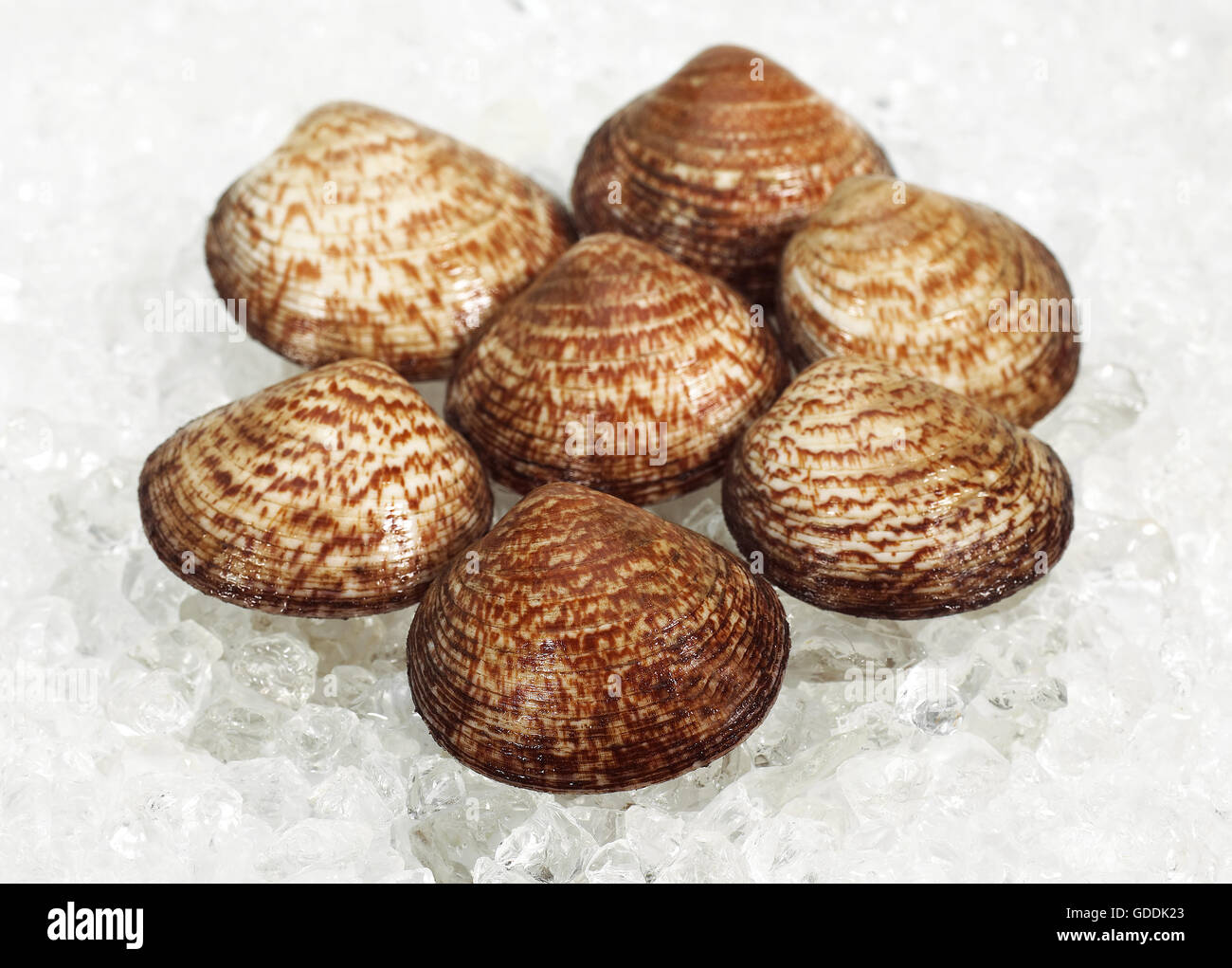 DOG COCKLE SHELL glycymeris glycymeris ON ICE Stock Photo - Alamy