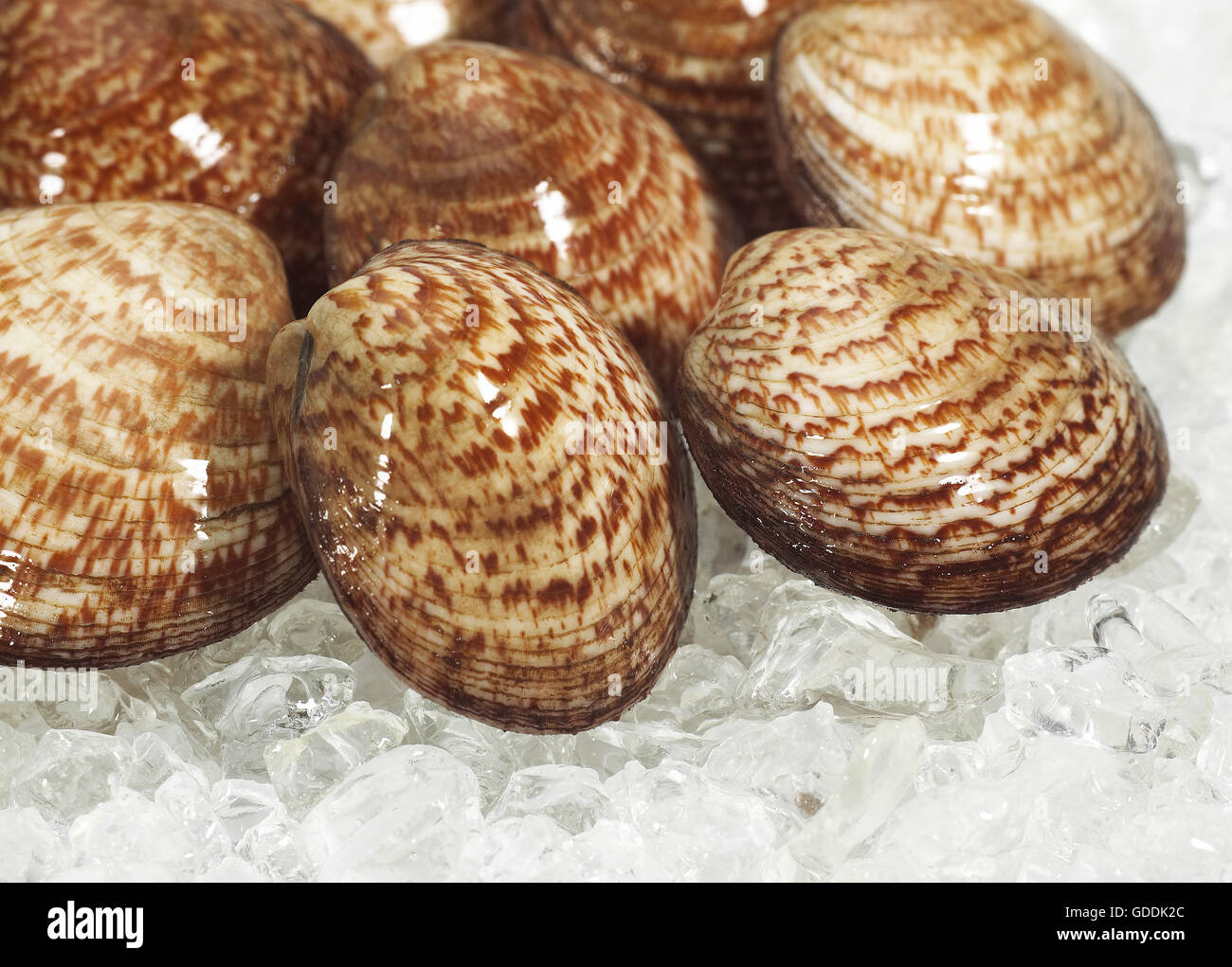 Dog cockle shell hi-res stock photography and images - Alamy