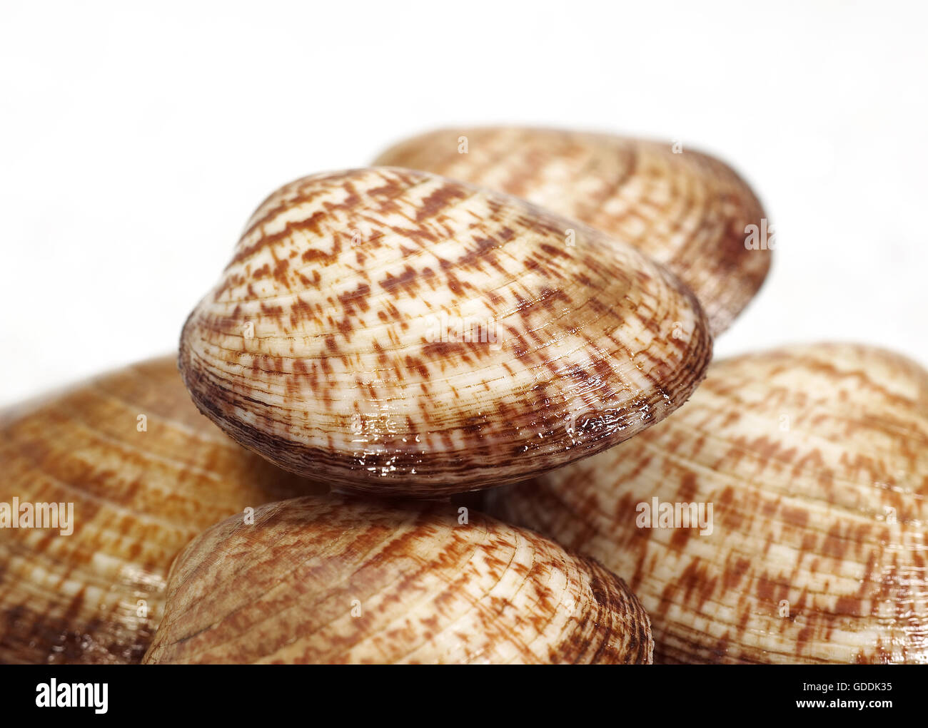 Cockle shell hi-res stock photography and images - Alamy