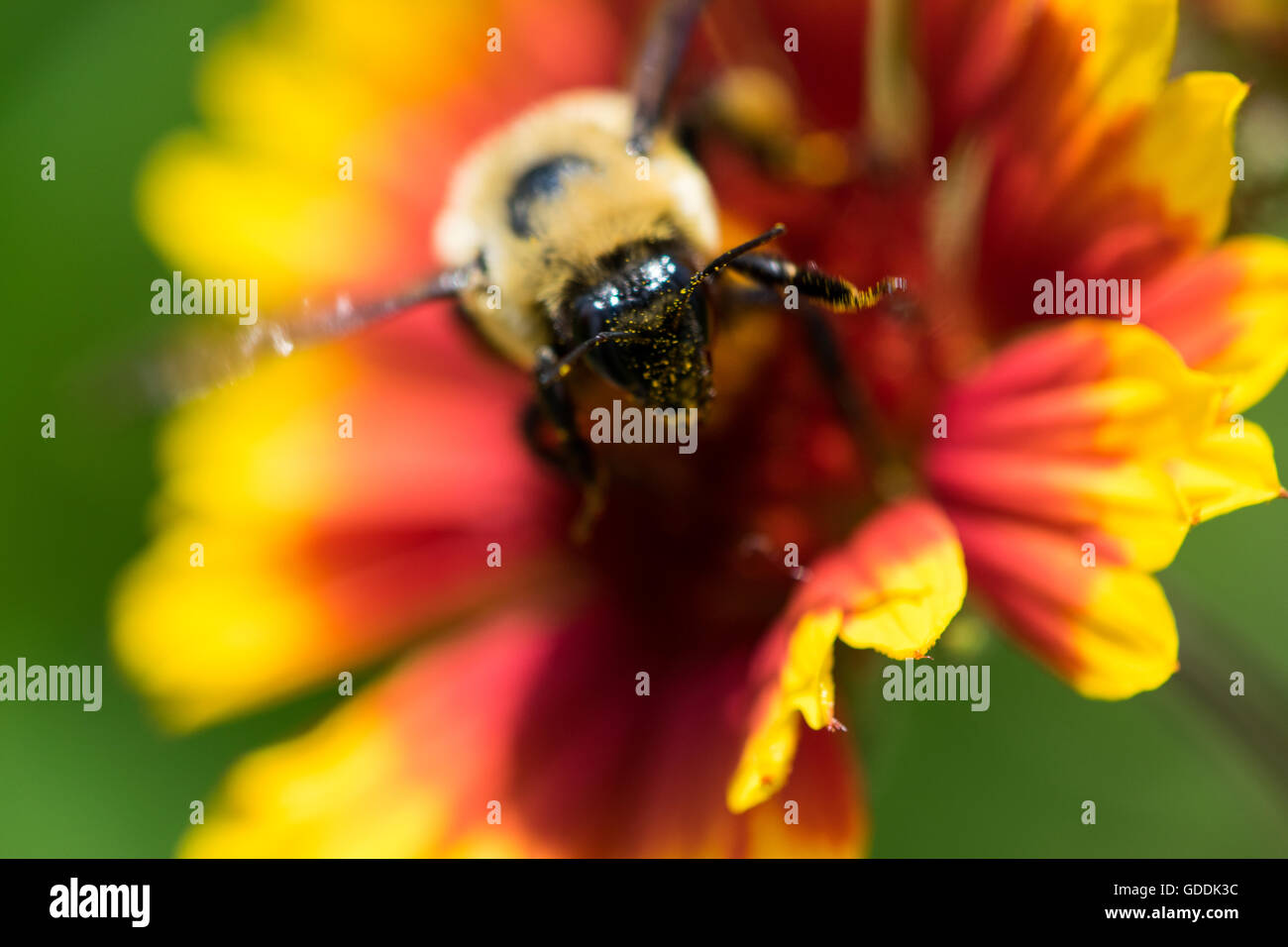 Honey Bee Pollinating a Flower Stock Photo - Alamy