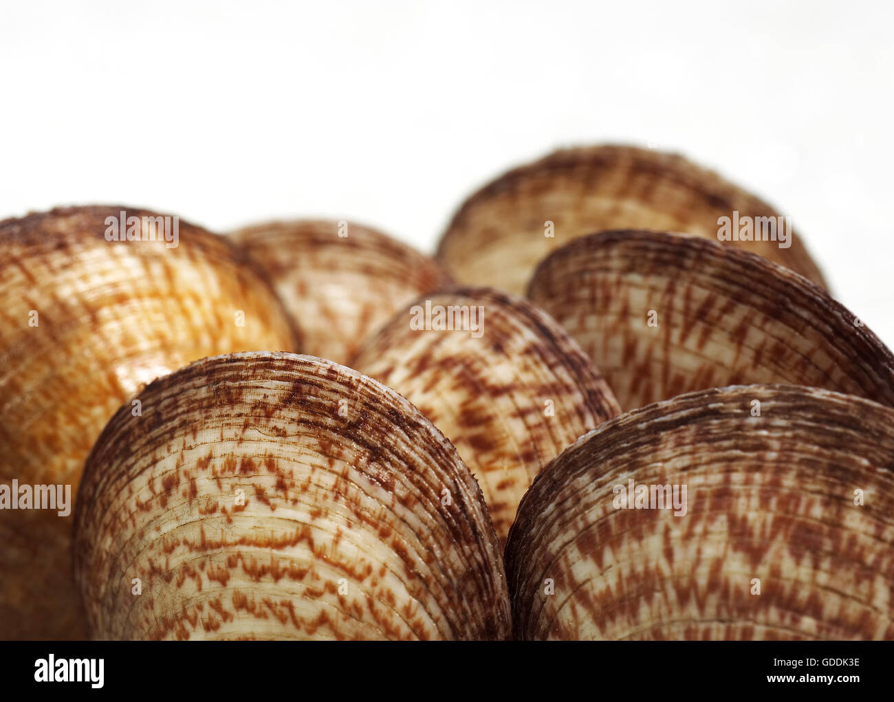 Cockle shell hi-res stock photography and images - Alamy