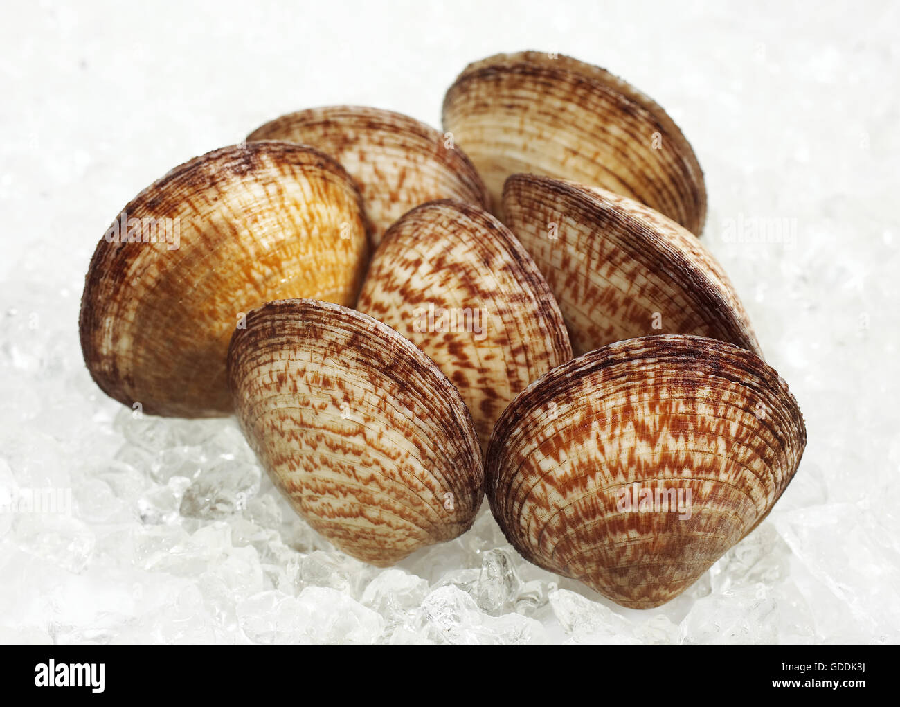 Cockle and mussel shells hi-res stock photography and images - Alamy