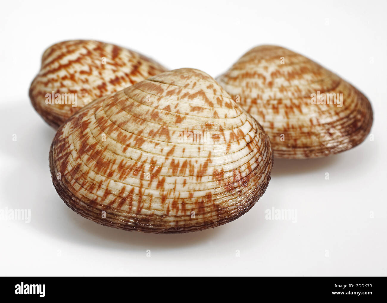 Dog Cockle Shell, glycymeris glycymeris, Fresh Shells against White ...