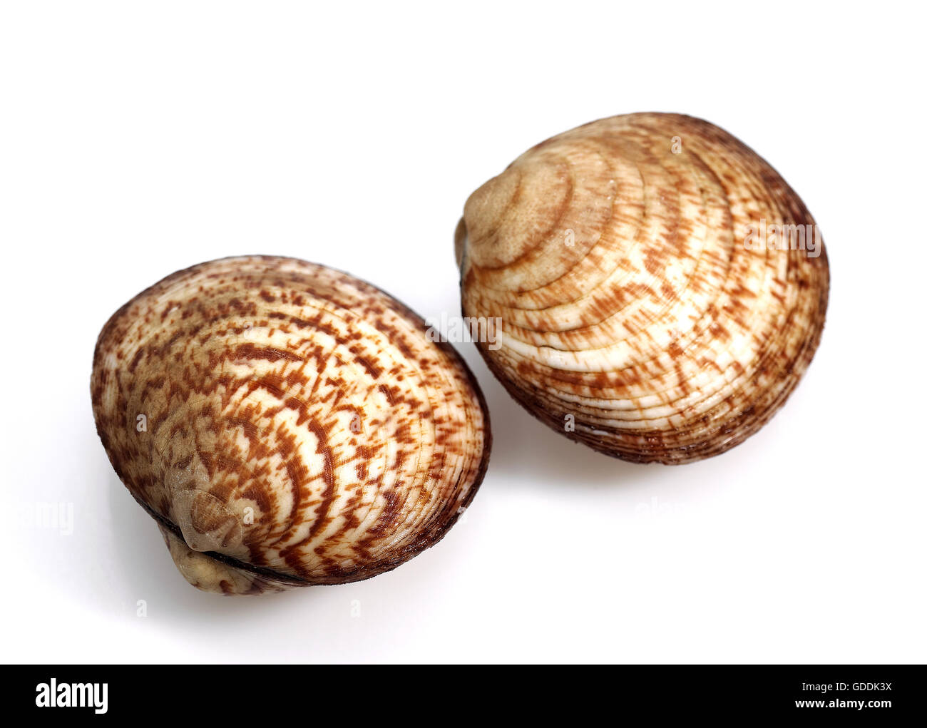 DOG COCKLE SHELL glycymeris glycymeris AGAINST WHITE BACKGROUND Stock ...