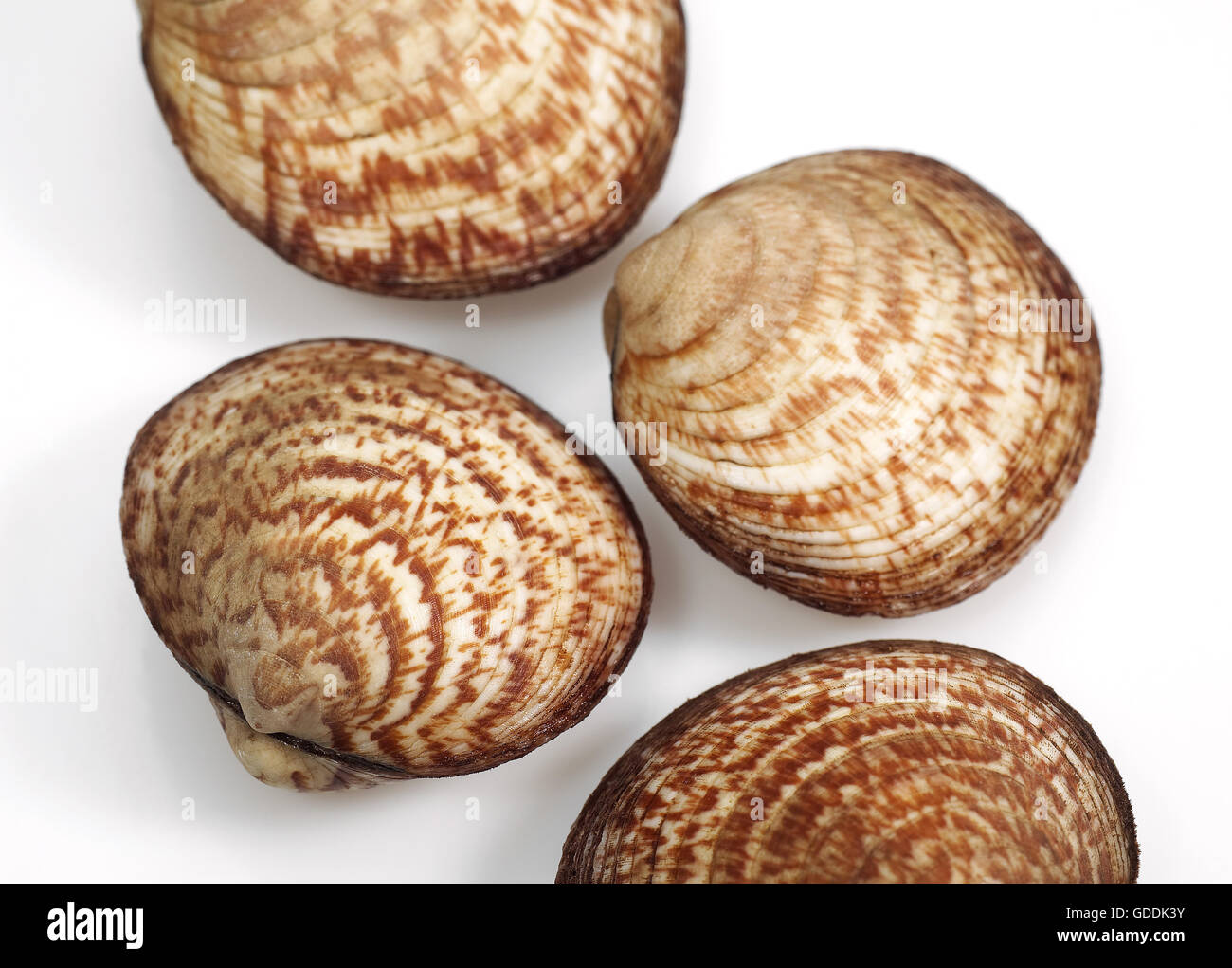 Dog Cockle Shell, glycymeris glycymeris, Fresh Shells against White ...