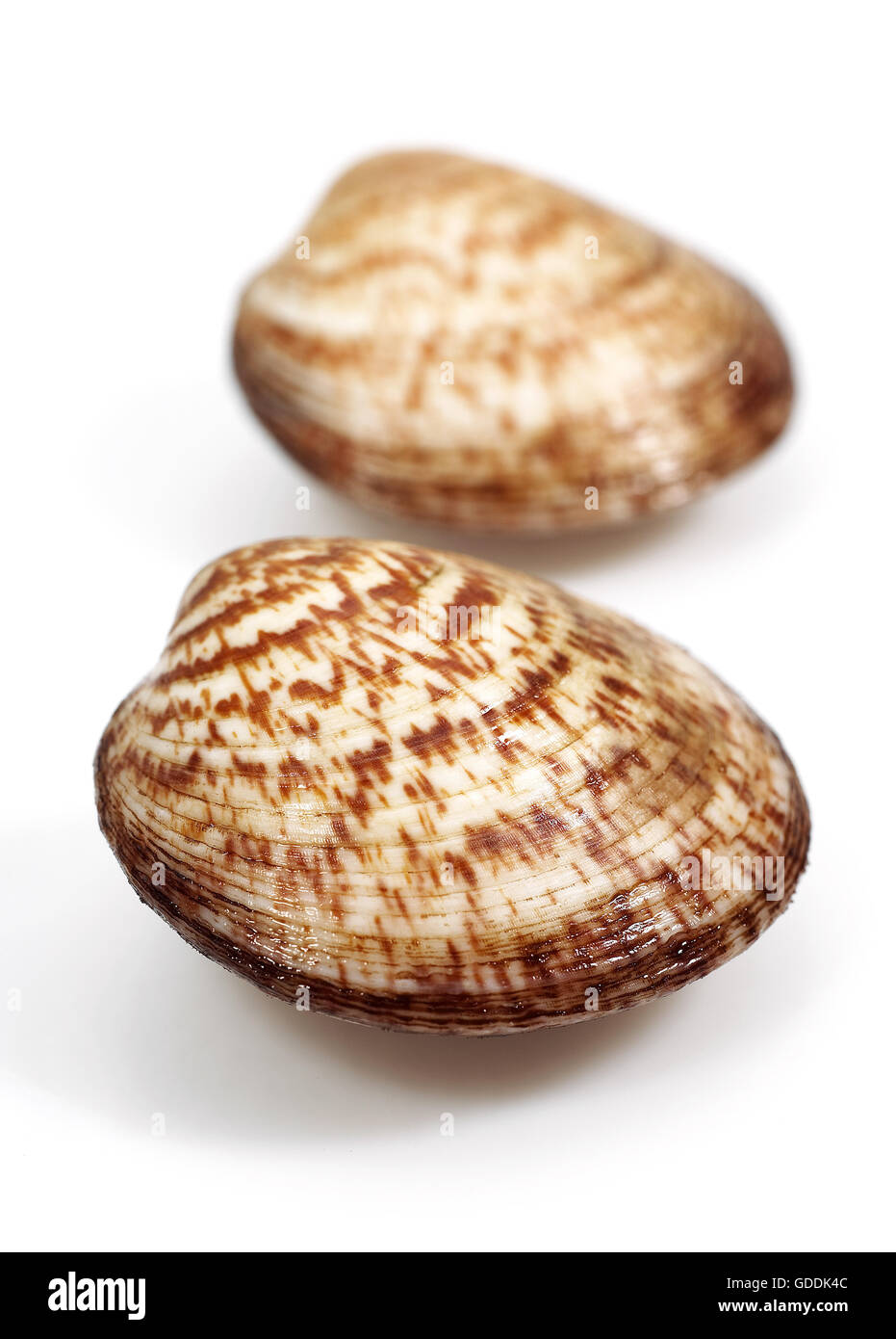 Dog cockle shell Cut Out Stock Images & Pictures - Alamy