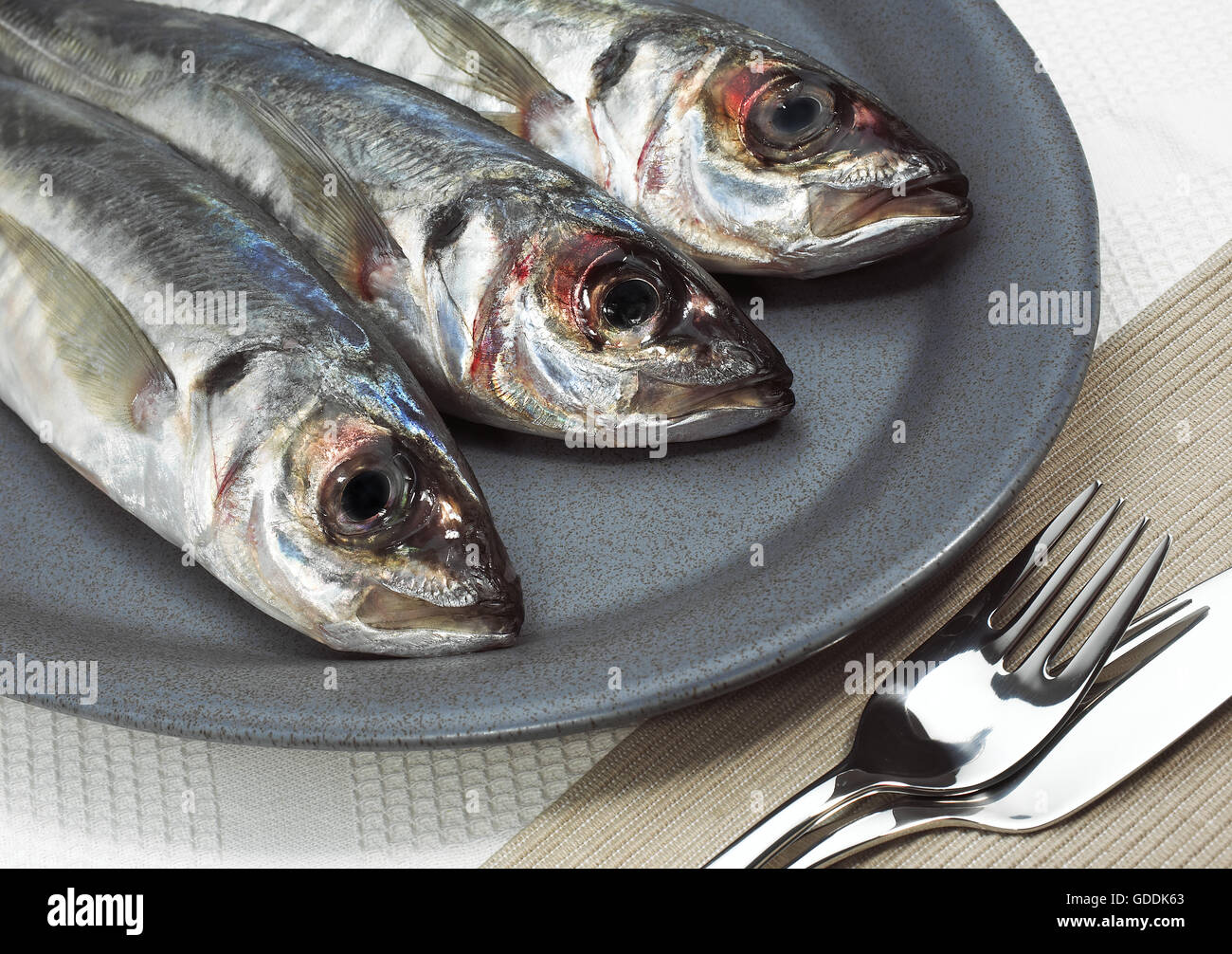Trachurus fish hi-res stock photography and images - Alamy