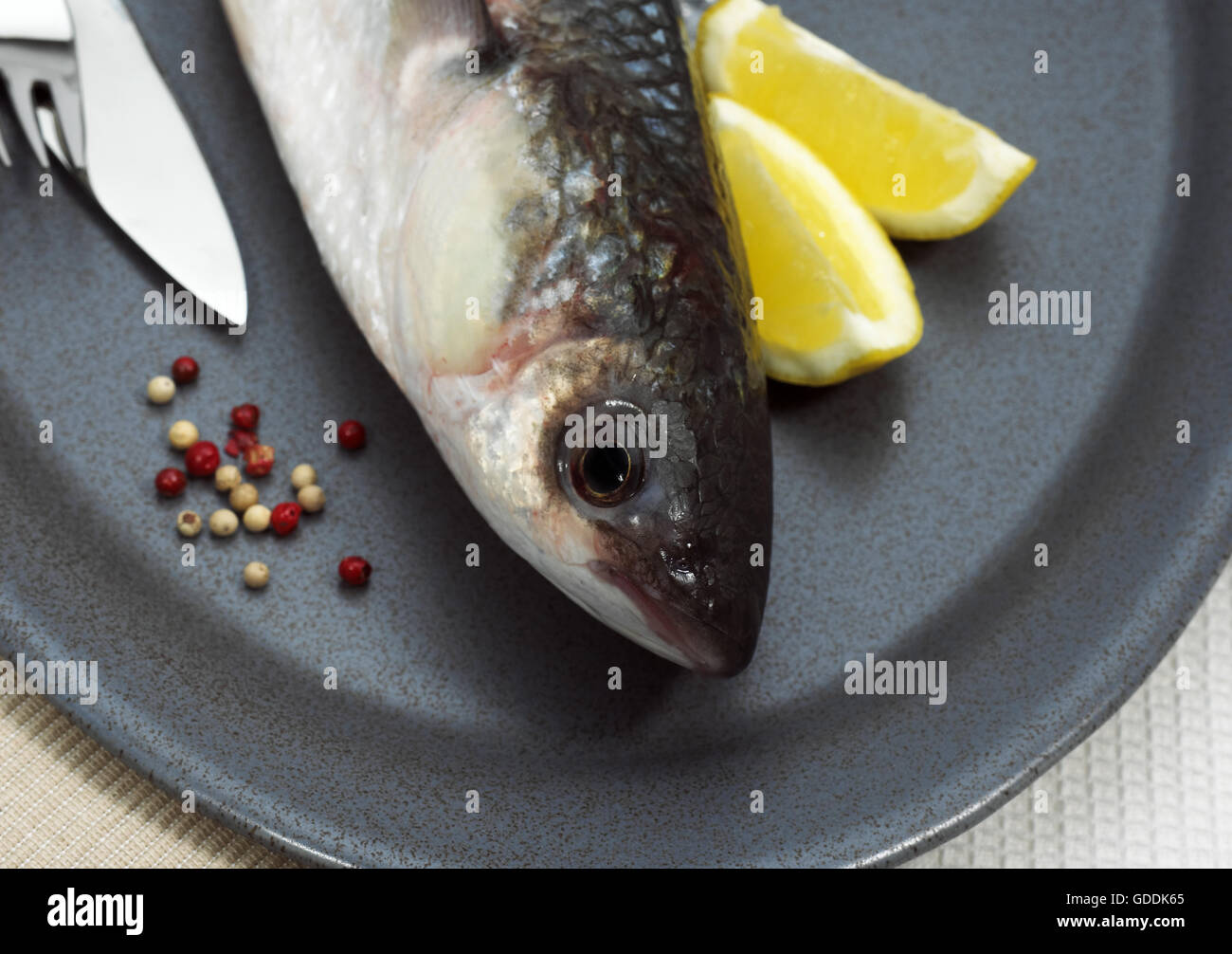 Thick lipped mullet chelon labrosus hi-res stock photography and images ...