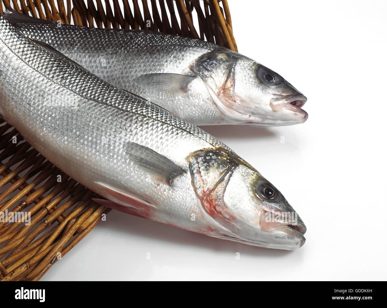 FRESH BASS dicentrarchus labrax Stock Photo - Alamy