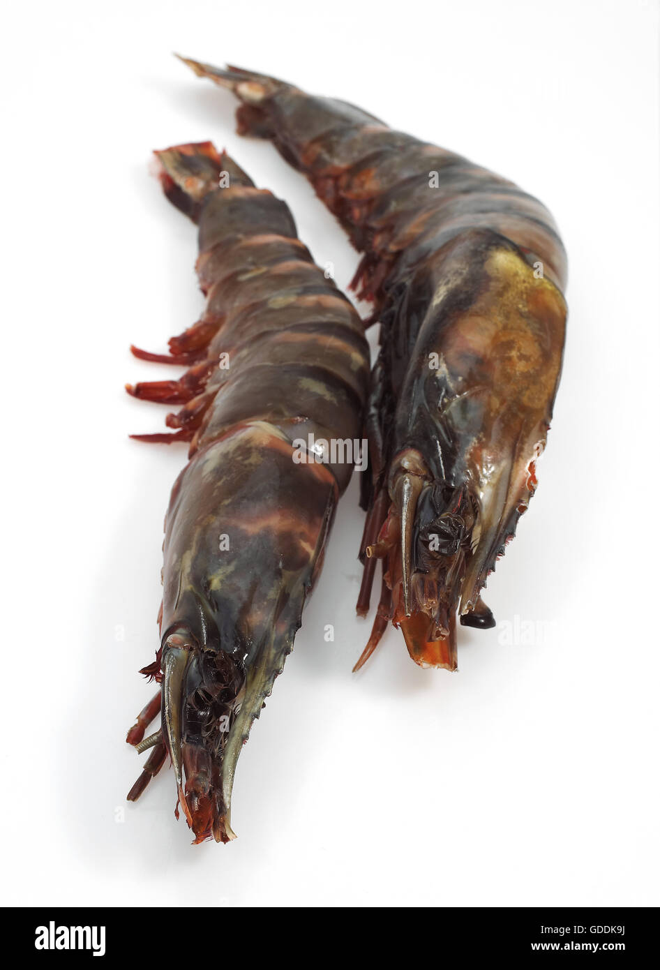 Gambas image hi-res stock photography and images - Alamy