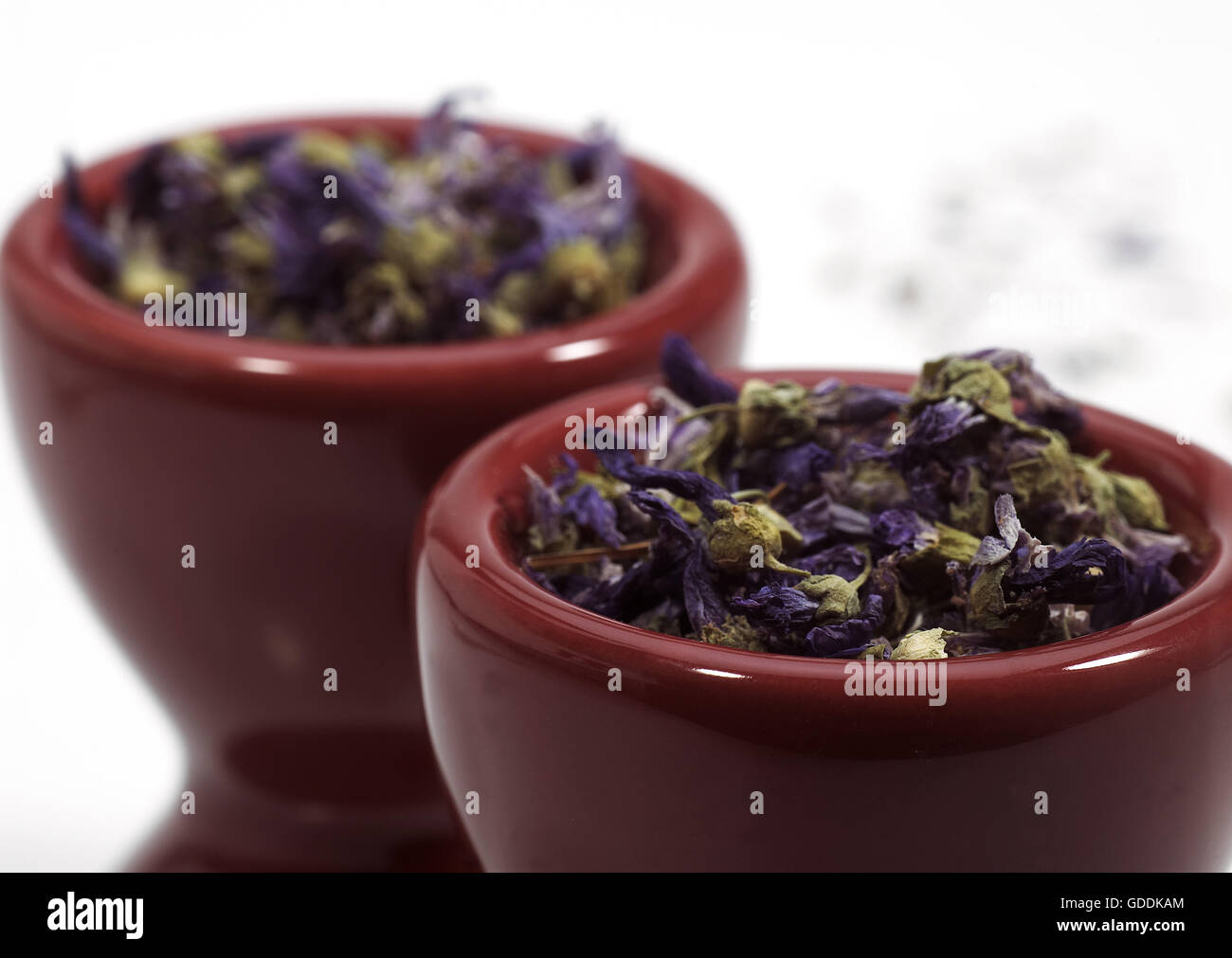 DRY MALLOW FLOWER FOR INFUSION Stock Photo - Alamy