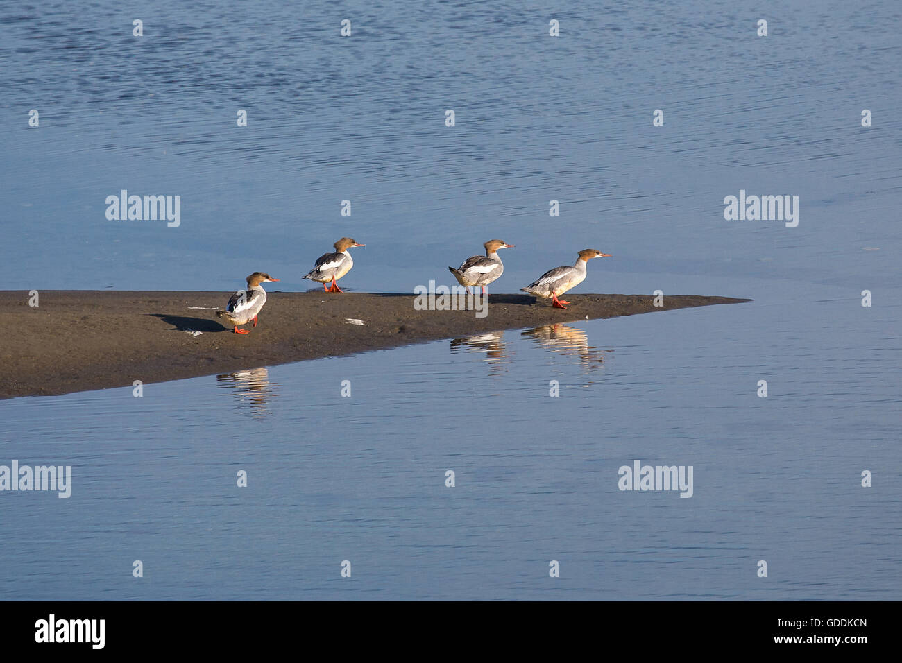 Ducks,Europe,autumn,autumn colors,Lapland,Norway,Scandinavia ...