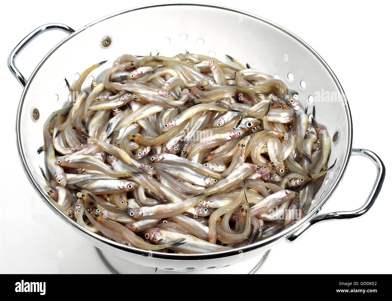 FRESH SMELTS osmerus eperlanus IN DISH DRAINER Stock Photo - Alamy