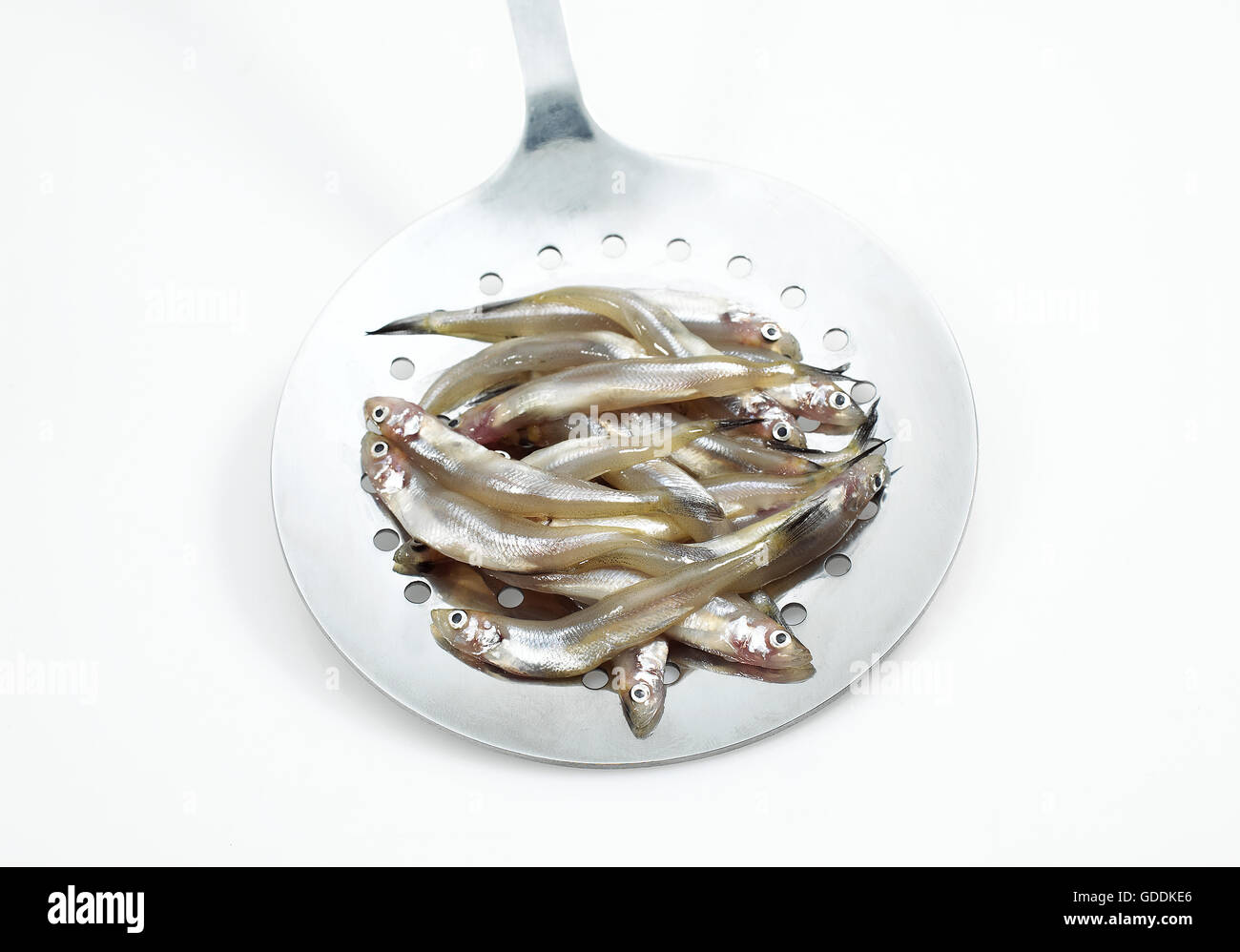 Fresh smelts osmerus eperlanus hi-res stock photography and images - Alamy