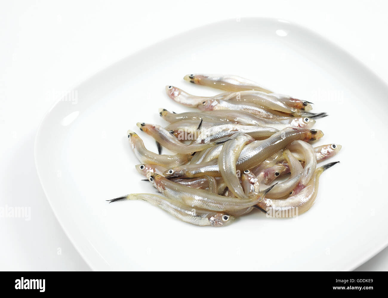 Smelt european smelt osmerus eperlanus hi-res stock photography and ...