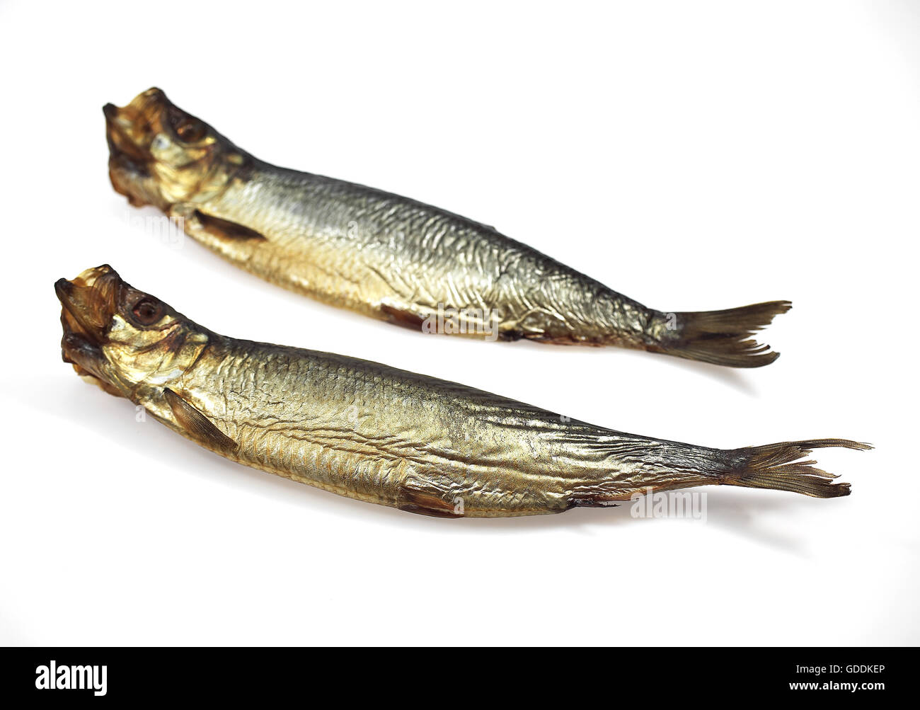 Clupea harengus hi-res stock photography and images - Alamy