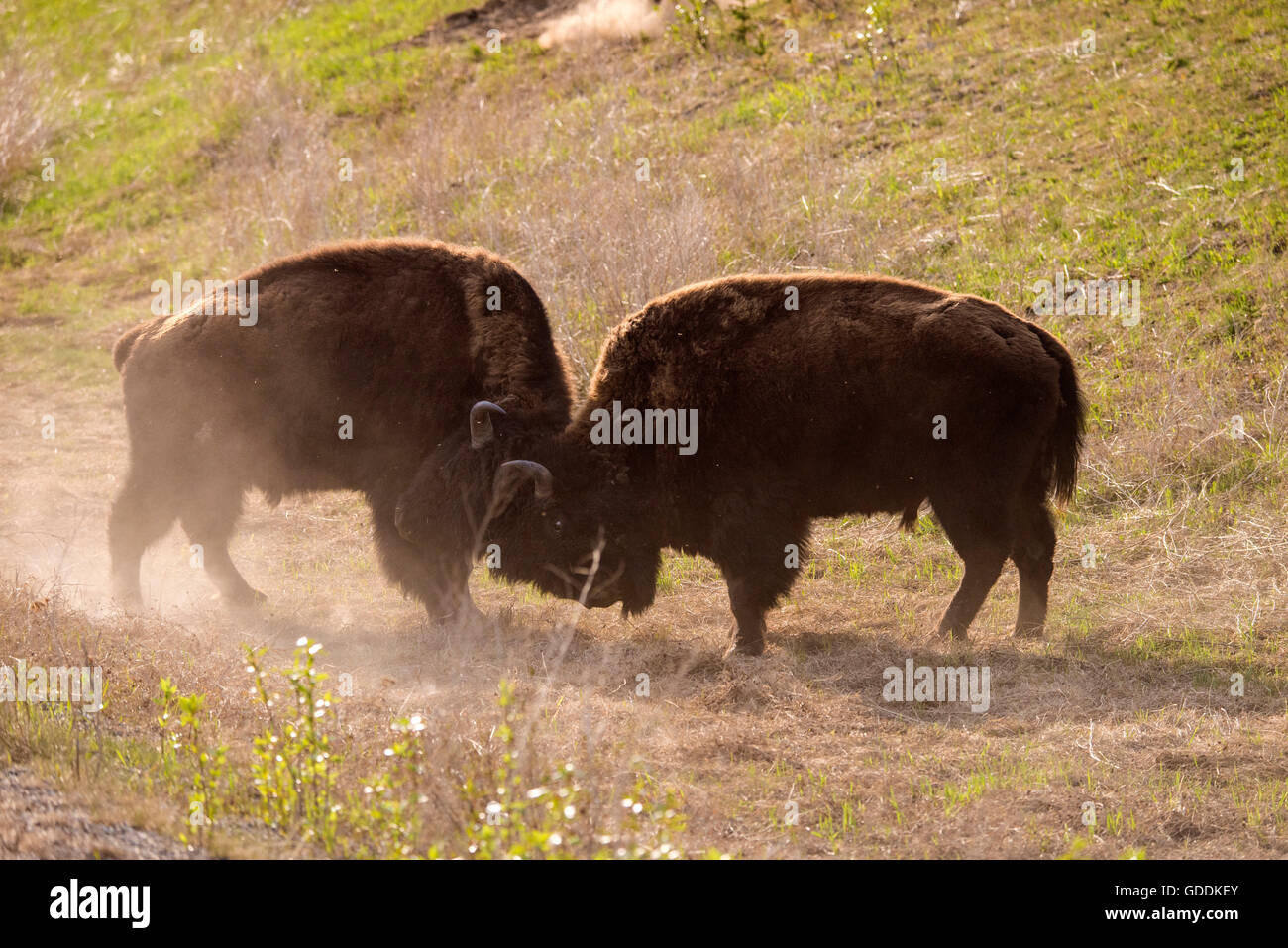 American bison and fighting hi-res stock photography and images - Alamy