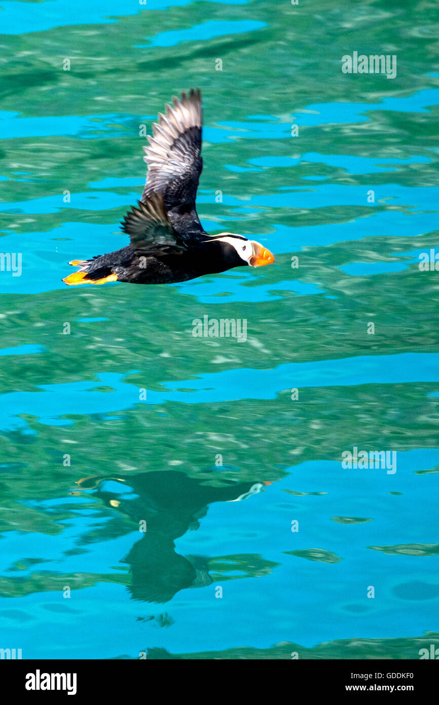 tufted puffin,puffin,bird,flying,Fratercula cirrhata,glacier bay ...