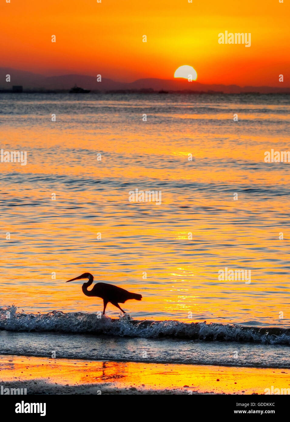 Heron sunset hi-res stock photography and images - Alamy
