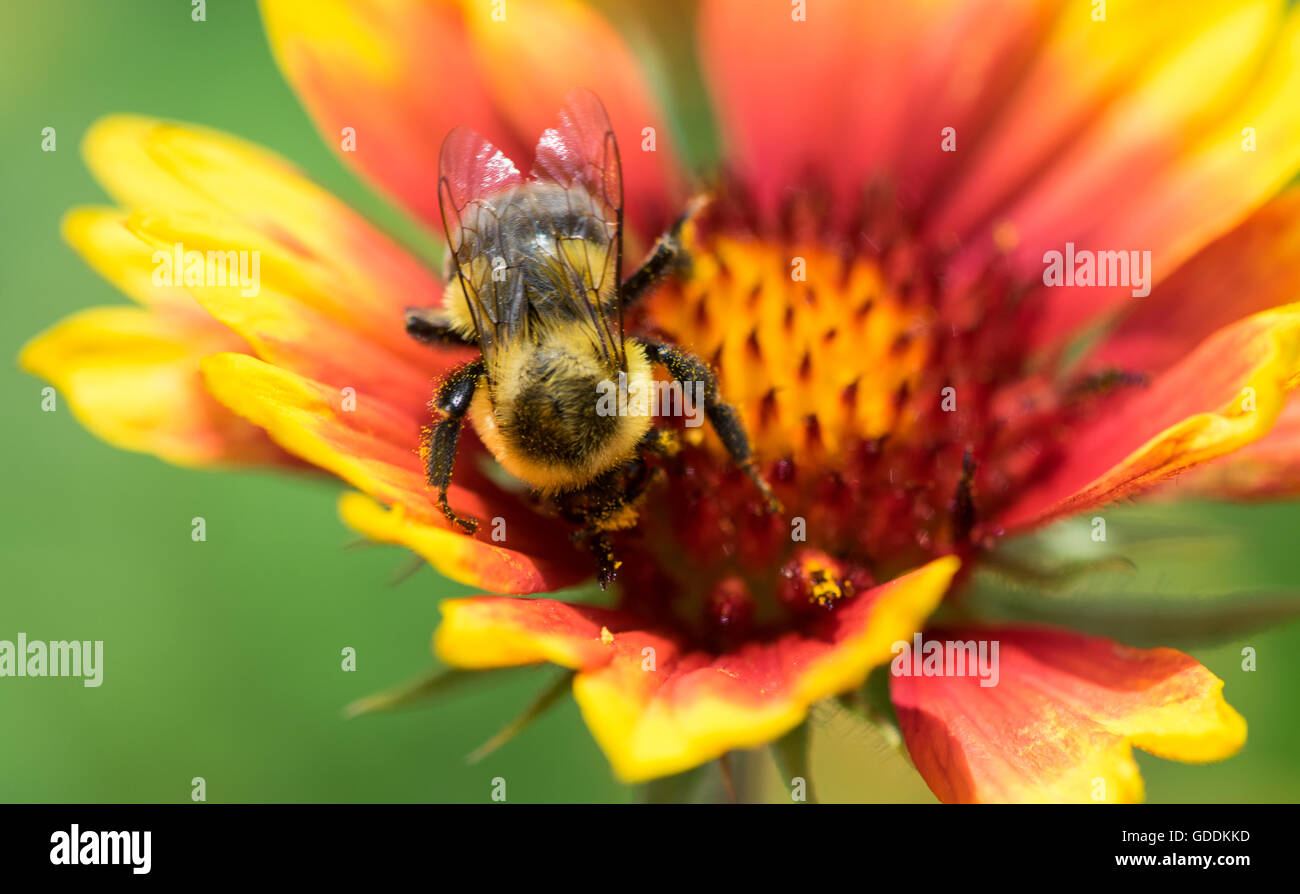 Honey Bee Pollinating a Flower Stock Photo - Alamy