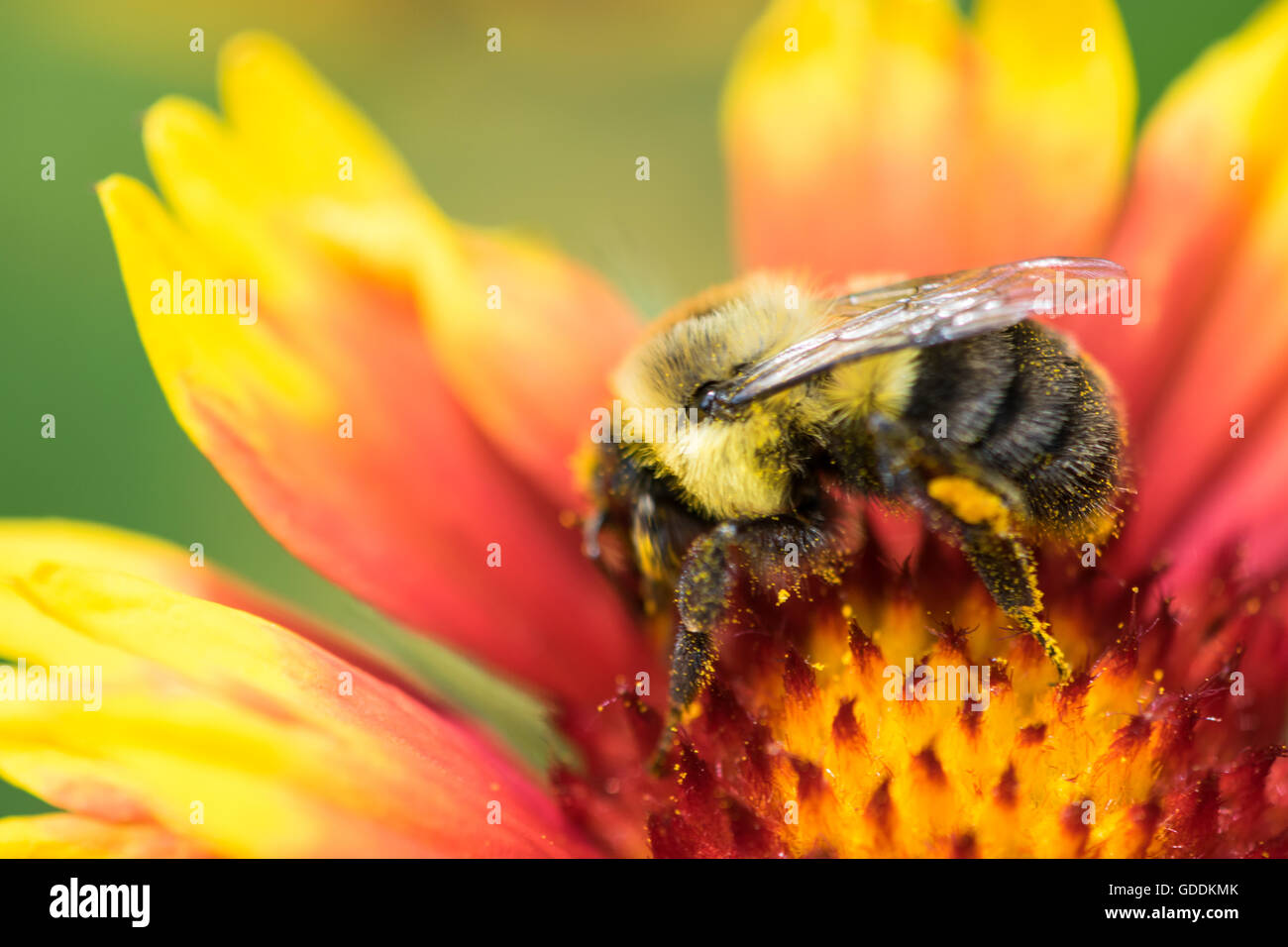 Honey Bee Pollinating a Flower Stock Photo - Alamy