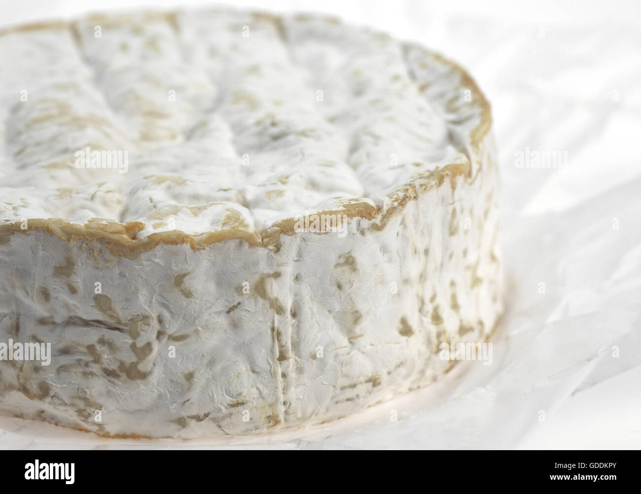 Camembert, French Cheese produced in Normandy from Cow's Milk Stock ...