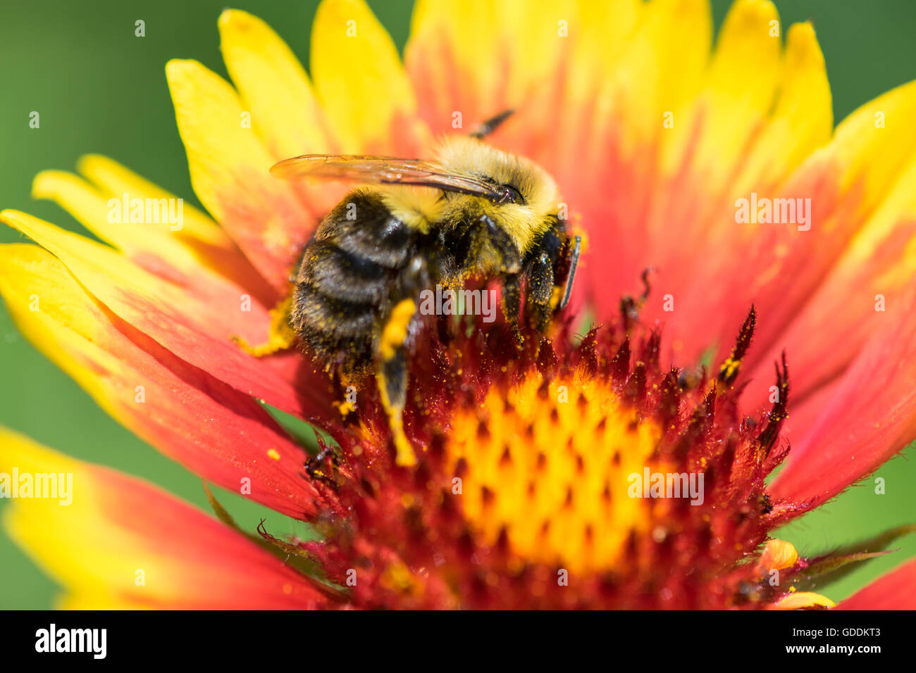 Honey Bee Pollinating a Flower Stock Photo - Alamy