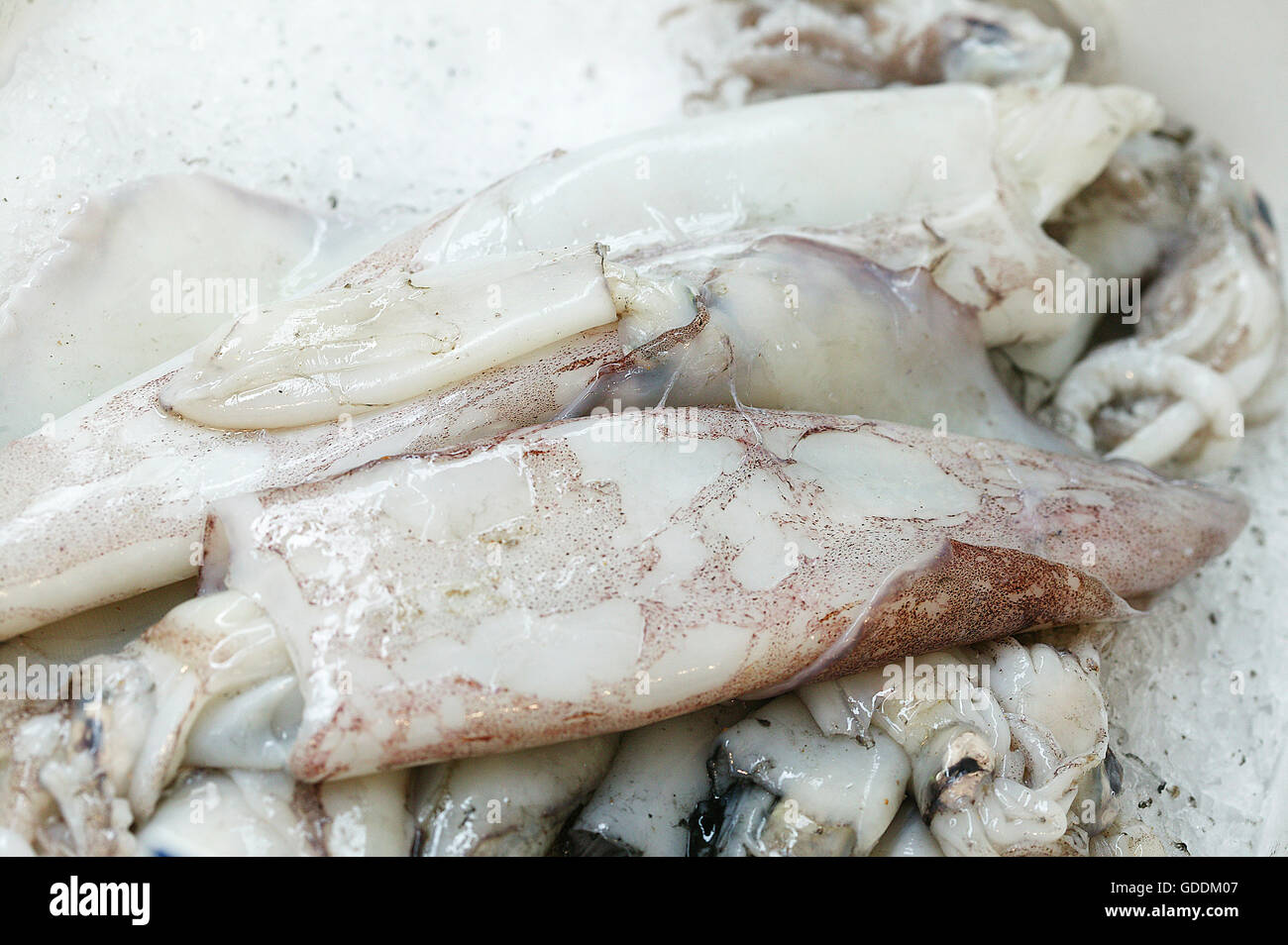 Coleoidea sp on fish stall hi-res stock photography and images - Alamy