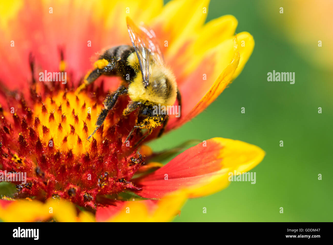 Honey Bee Stock Photos & Honey Bee Stock Images - Alamy