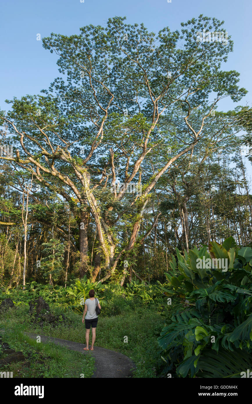 USA,Vereinigte Staaten,Amerika,Hawaii,Big Island,Puna District,Pahoa ...