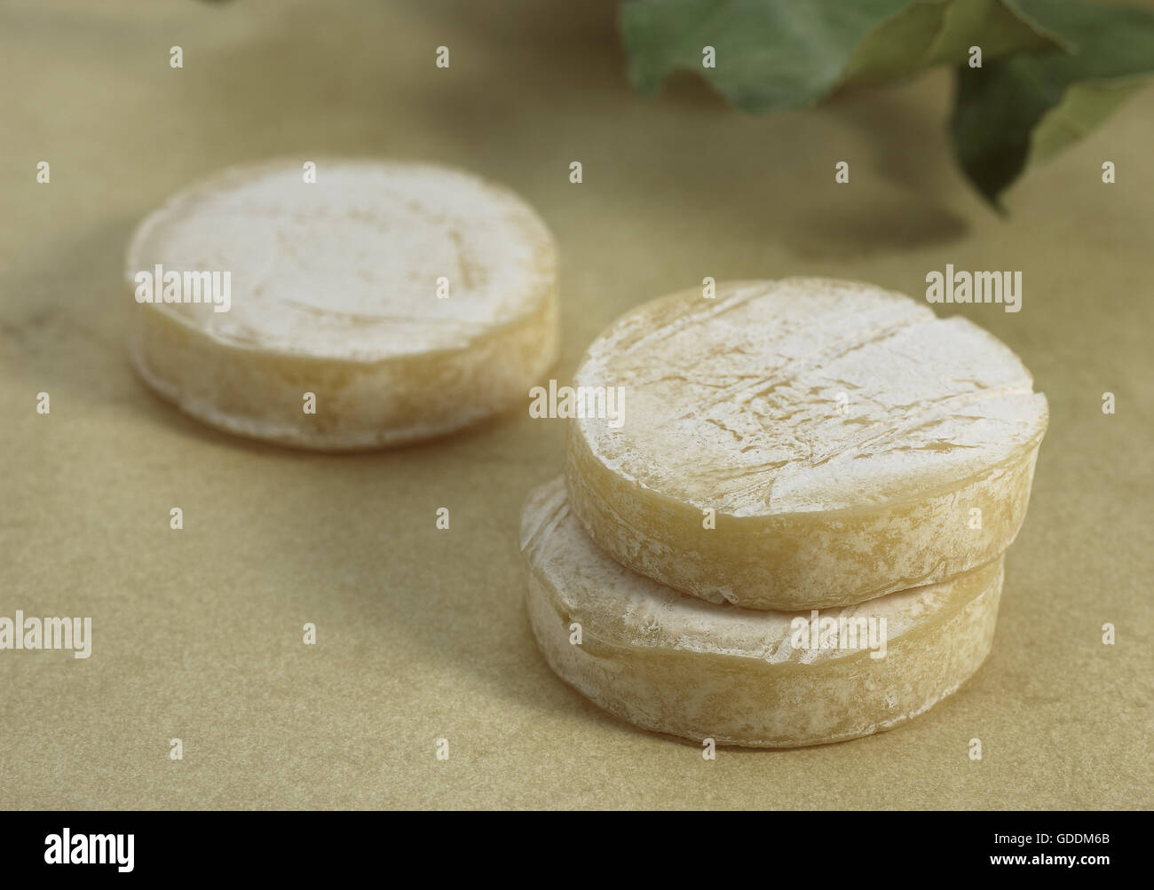 French goat hi-res stock photography and images - Alamy