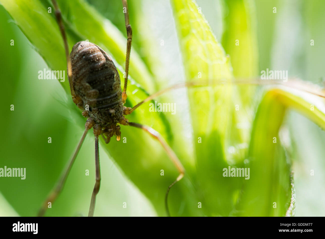 Daddy long leg spider hi-res stock photography and images - Alamy