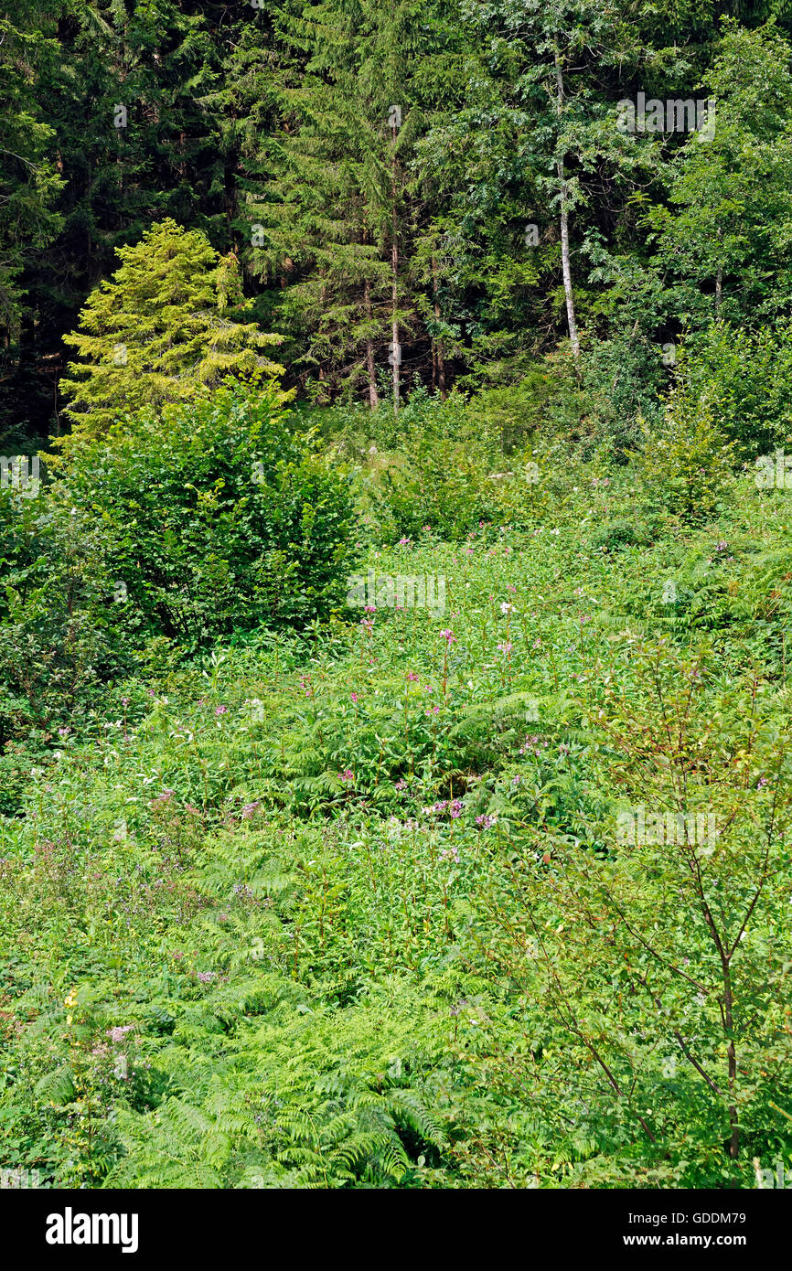 Hill and wood hi-res stock photography and images - Alamy