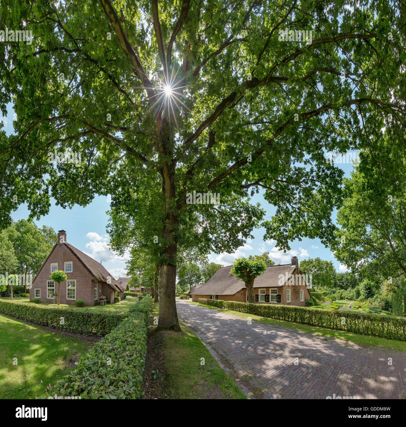 Norg,Drenthe,Farmhouses with a thatched roof Stock Photo - Alamy