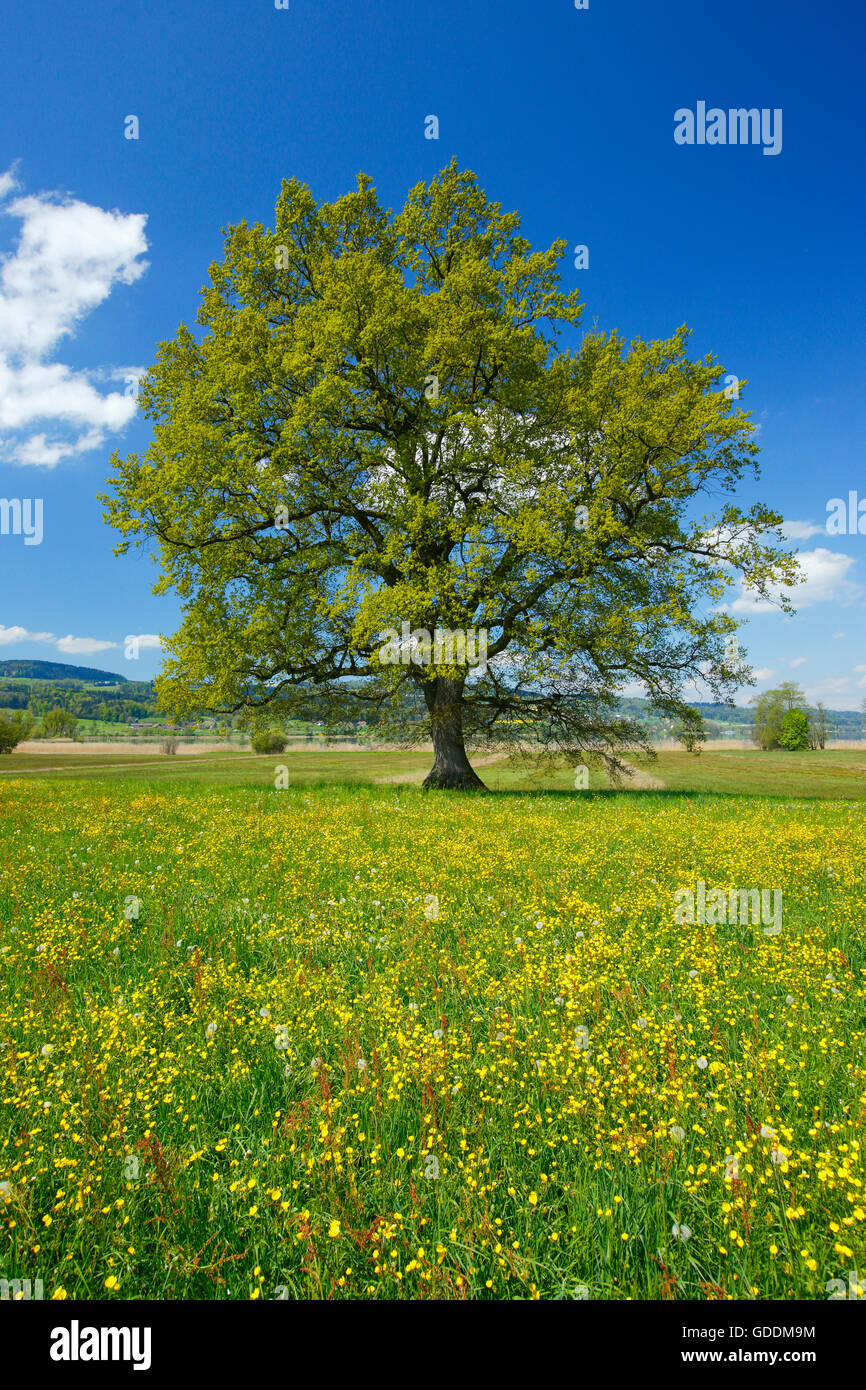 Oak tree switzerland hi-res stock photography and images - Alamy