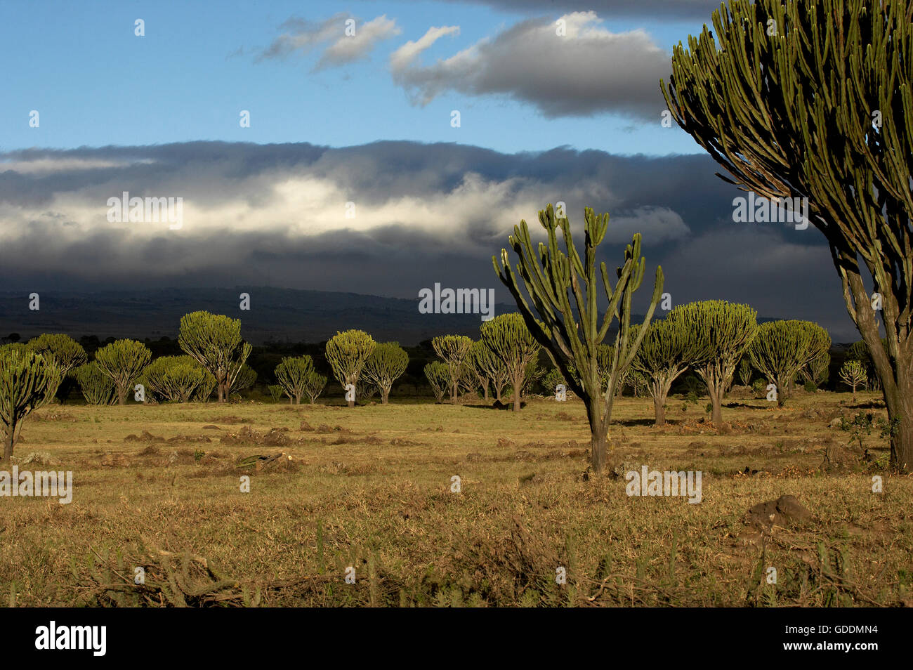 Euphorbia tree hi-res stock photography and images - Alamy