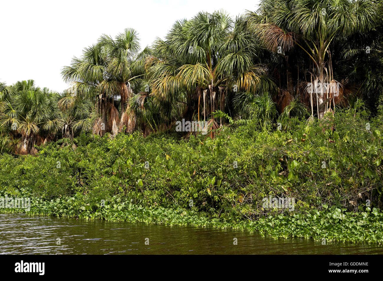 Orinoco river hi-res stock photography and images - Alamy