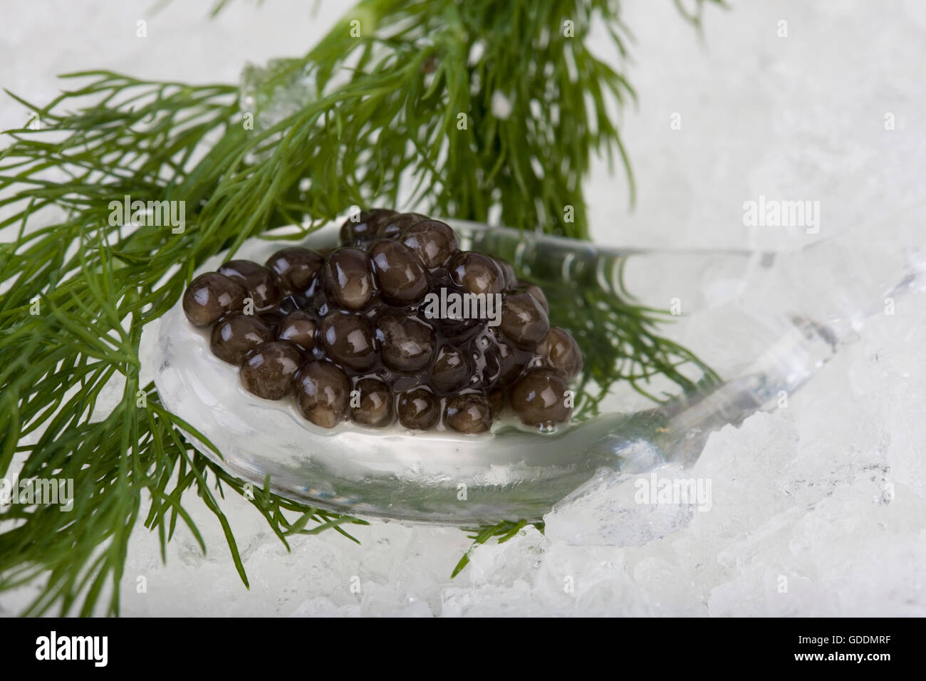 STURGEON'S EGG CAVIAR Stock Photo - Alamy