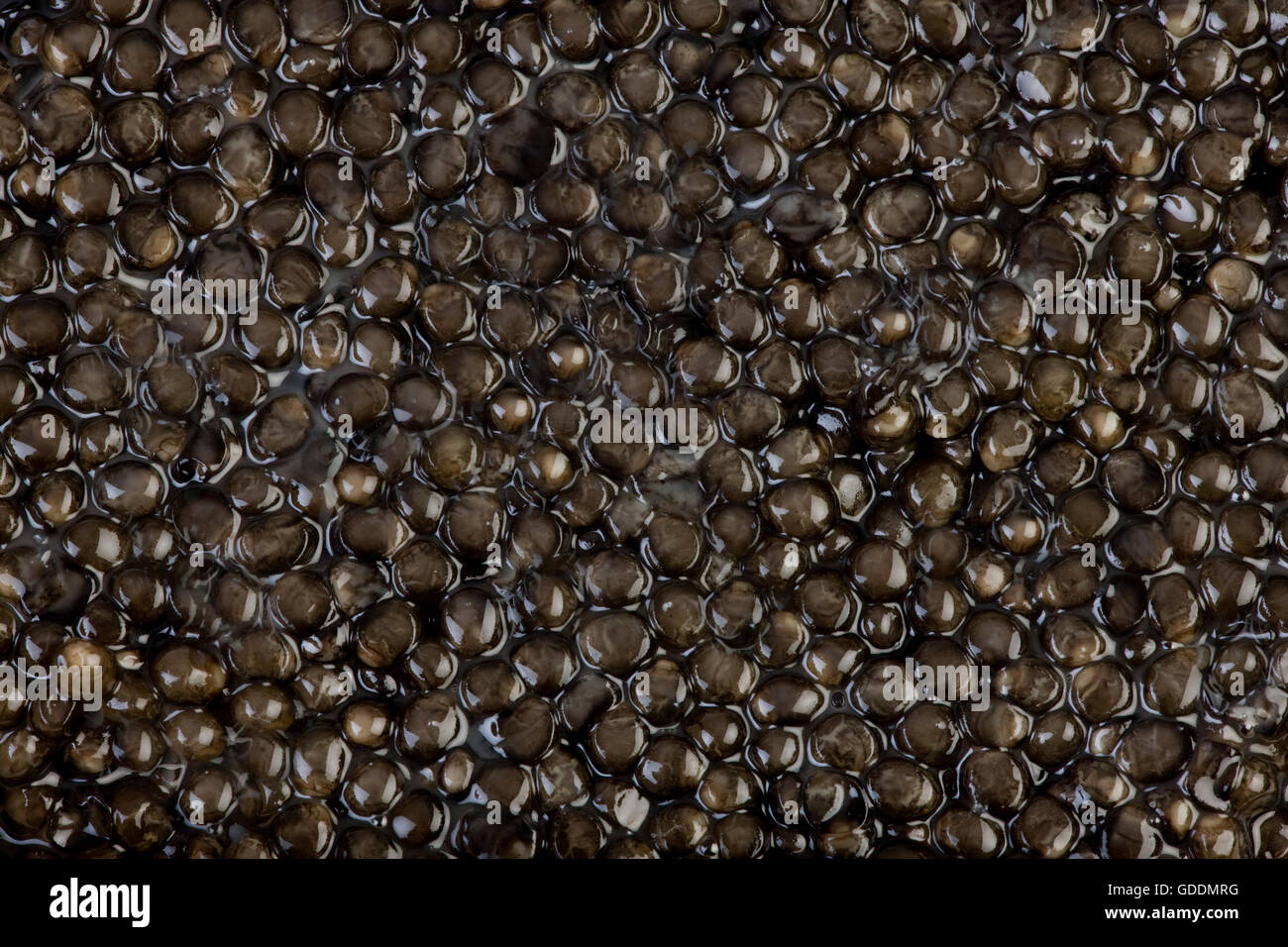 Caviar, Sturgeon's Eggs Stock Photo - Alamy