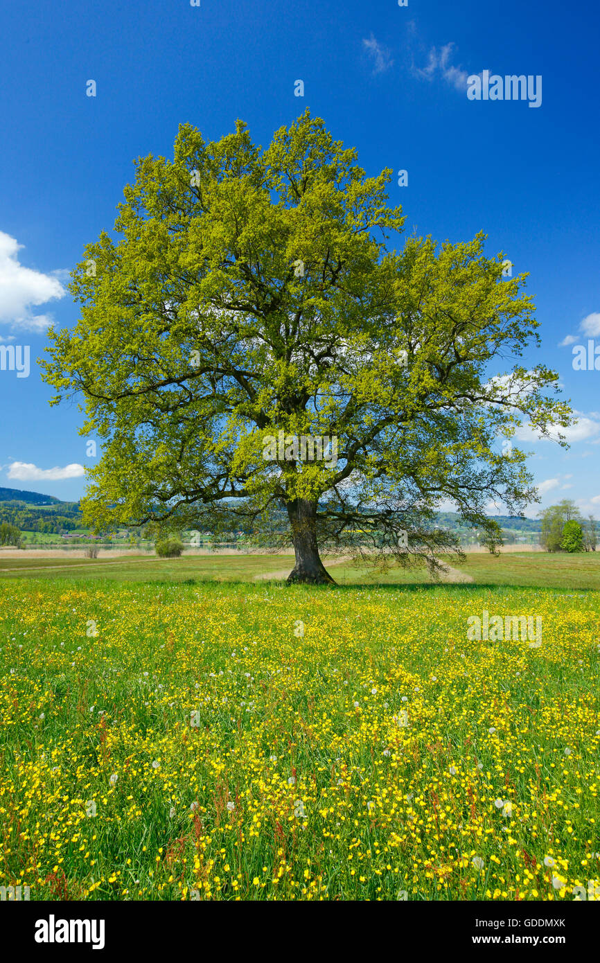 Oak tree switzerland hi-res stock photography and images - Alamy