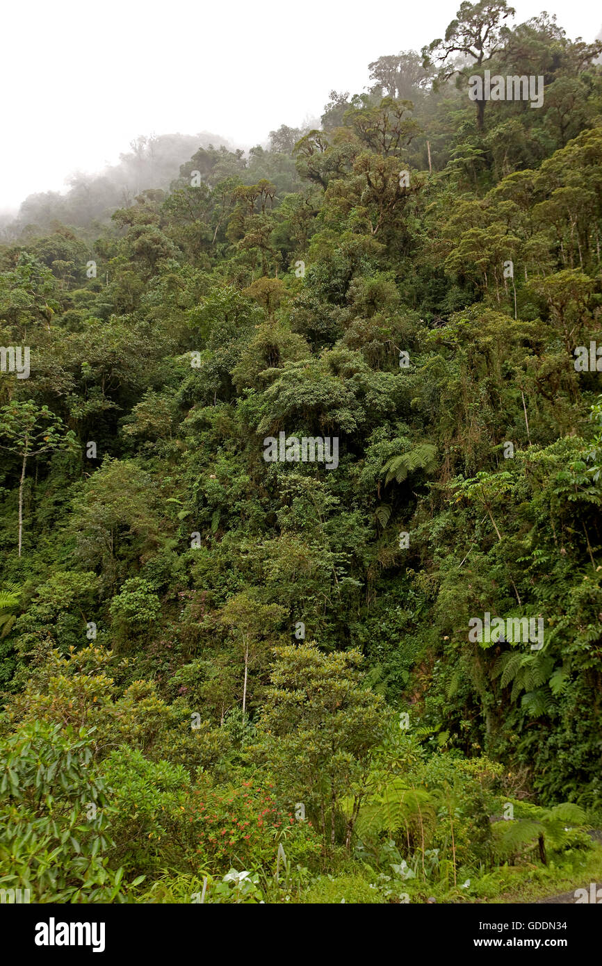 Amazon rainforest tropical rainforest hi-res stock photography and ...