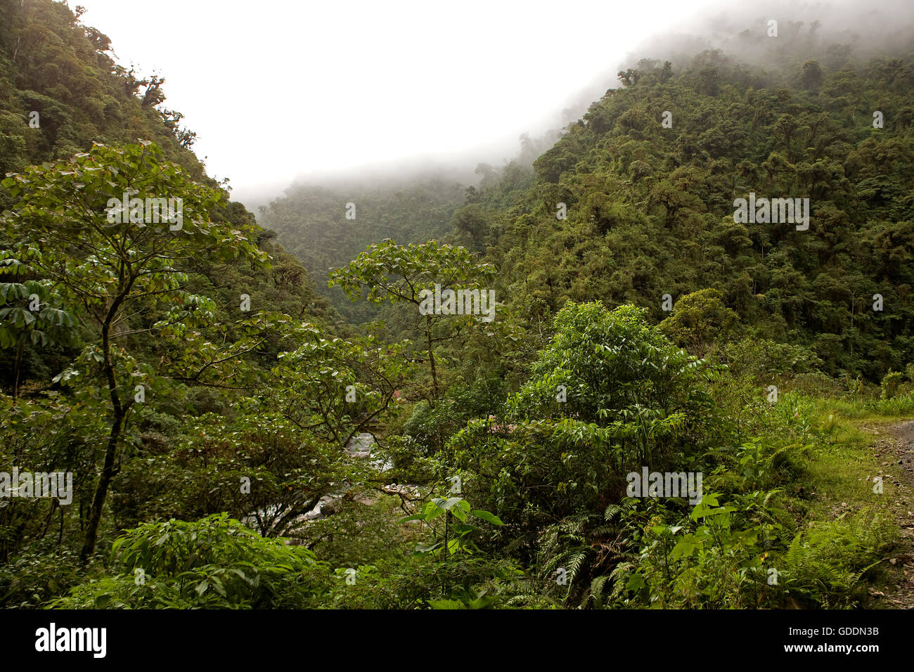 Amazon rainforest tropical rainforest hi-res stock photography and ...