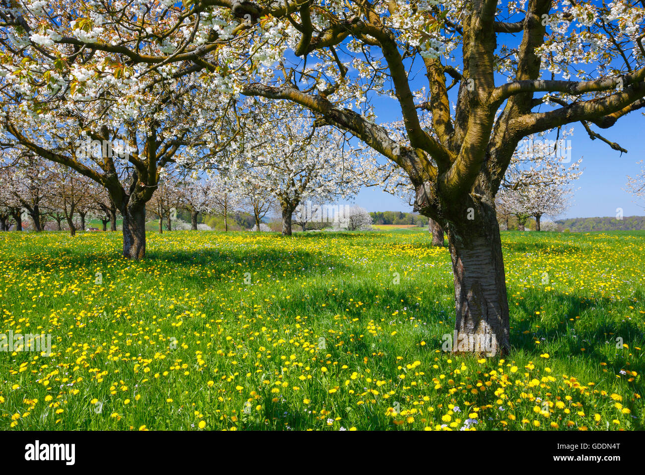 Cherry trees in spring,Prunus avium,Baselland,Switzerland Stock Photo ...