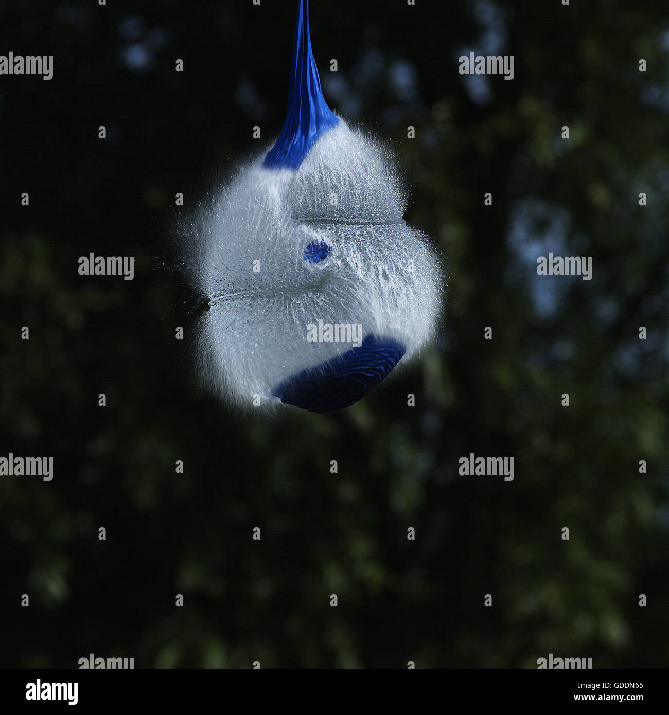 Water balloon balloons hi-res stock photography and images - Alamy
