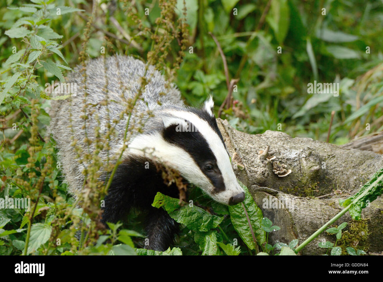 Indian badger hi-res stock photography and images - Alamy