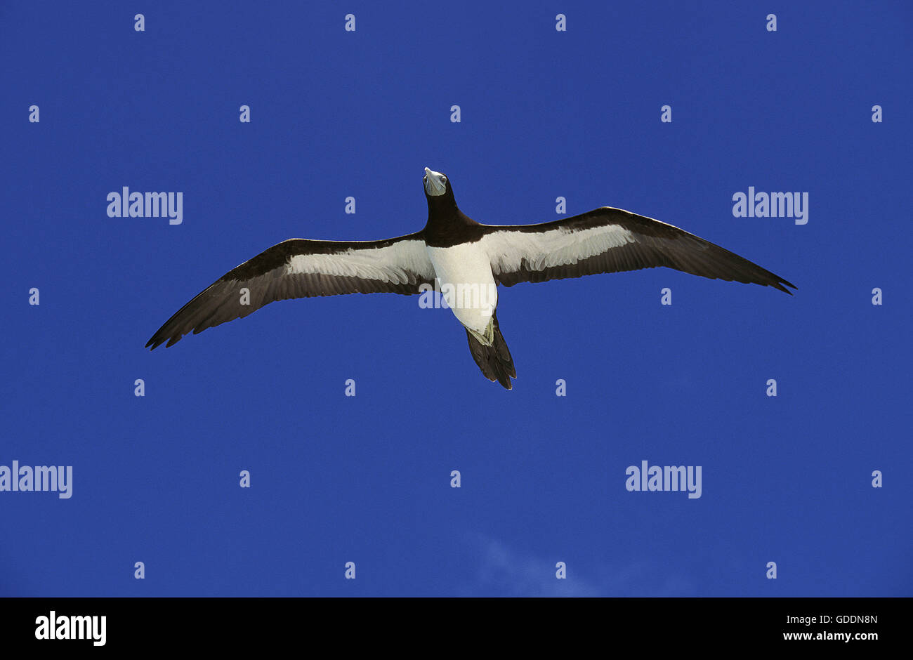 Sula leucogaster hi-res stock photography and images - Alamy