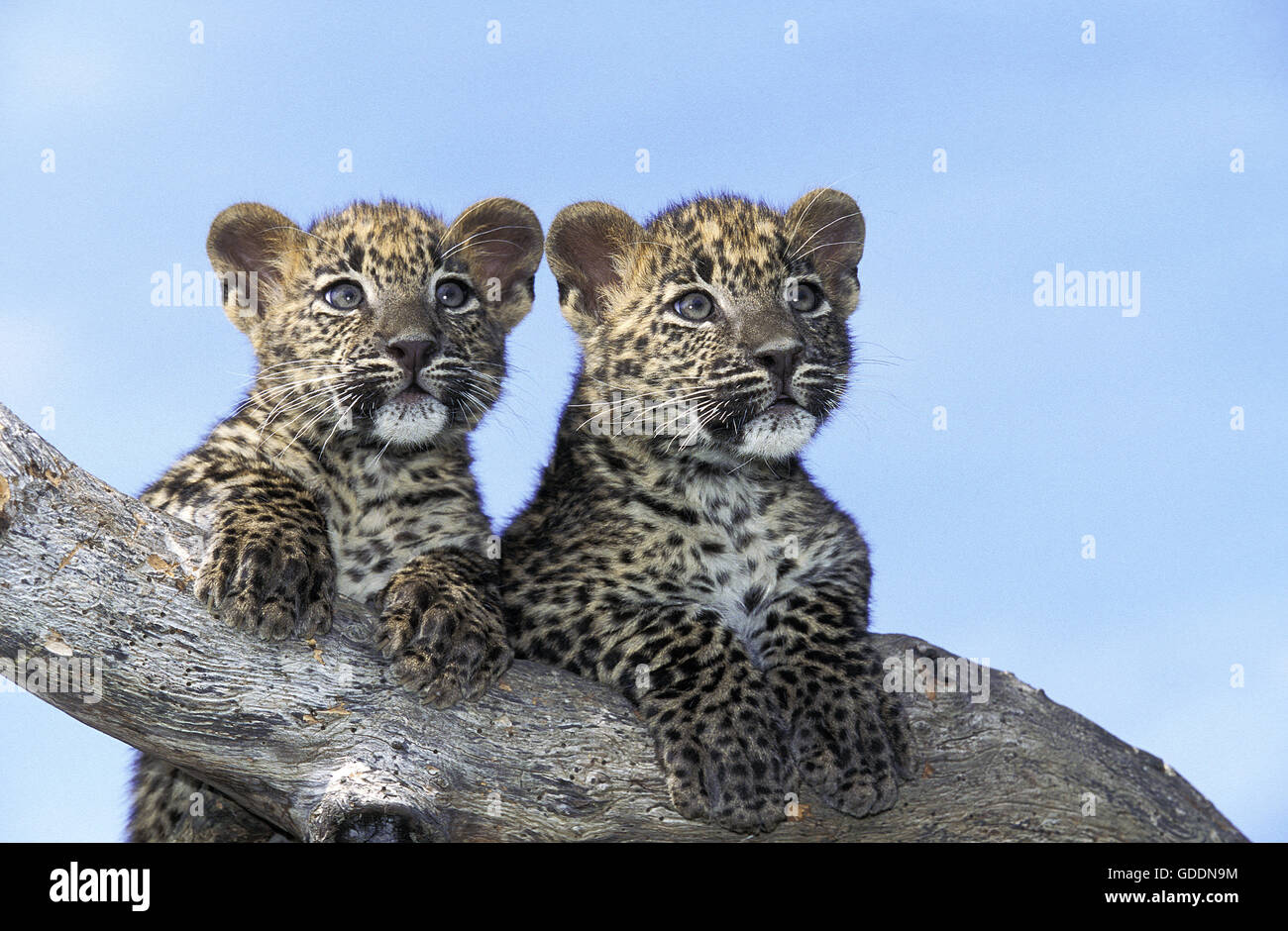 Leopard, panthera pardus, Cub standing on Branch Stock Photo - Alamy