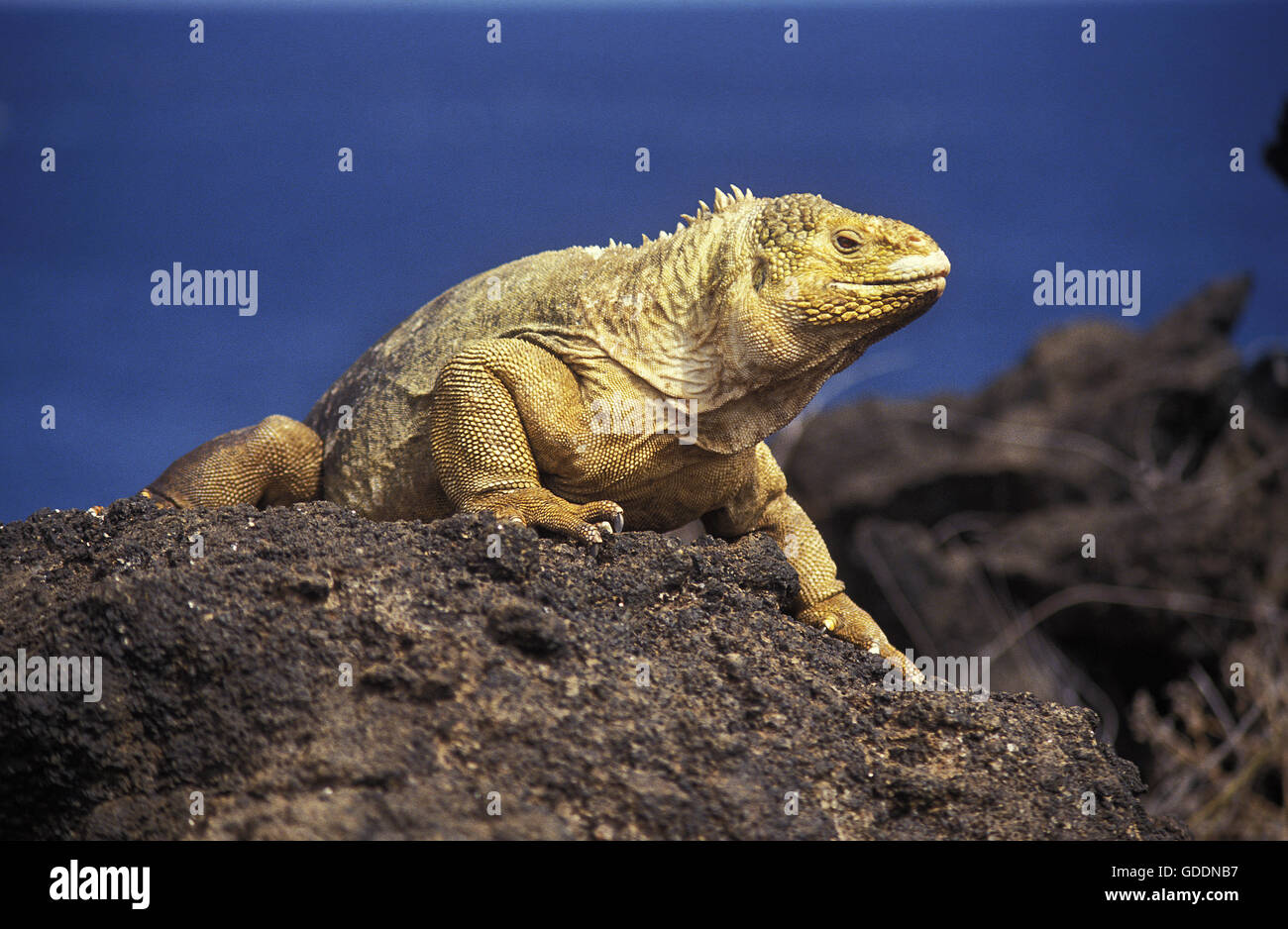 Galapagos Land Iguana, conolophus subcristatus, Adult standing on Rocks ...